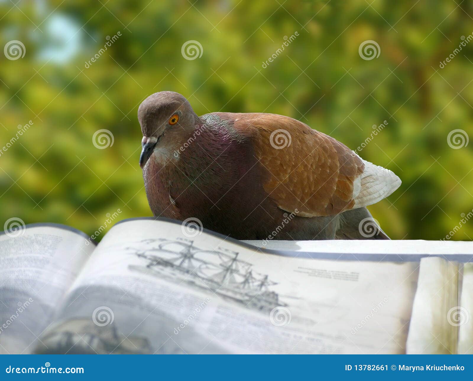 Pigeon-reader stock image. Image of cognitive, head, learn - 13782661