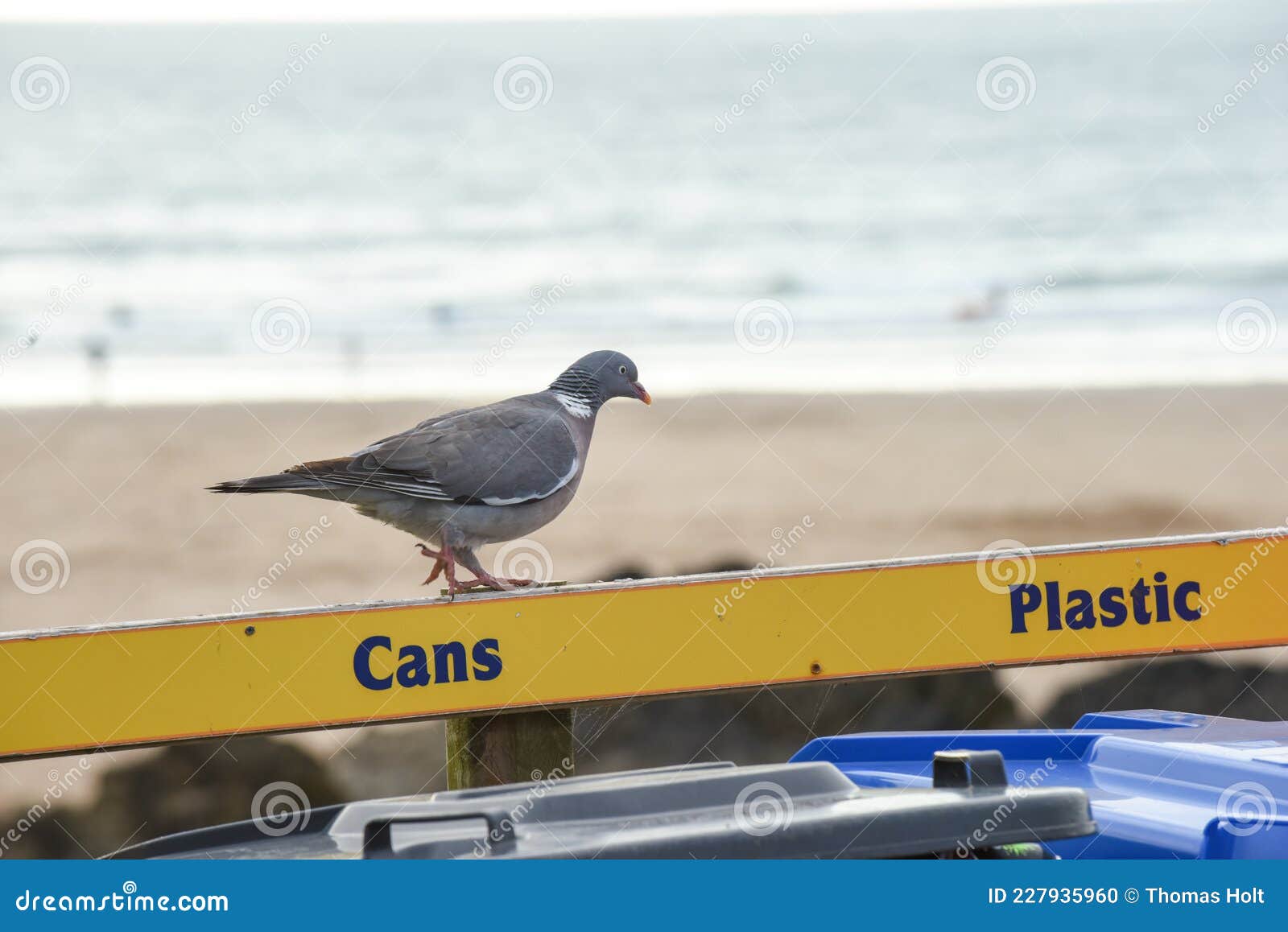 A Pigeon with Recycling Bins at the Beach Stock Photo - Image of ...