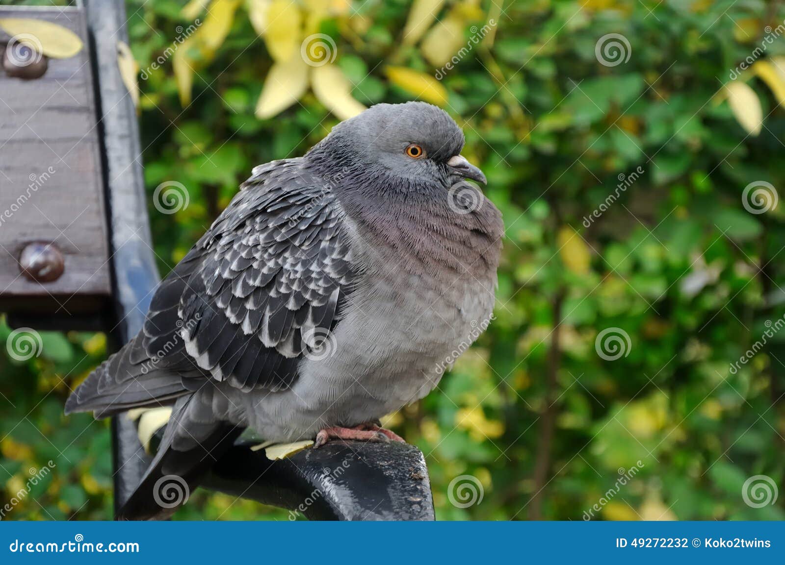 Pigeon resting on a bench stock photo. Image of gray - 49272232