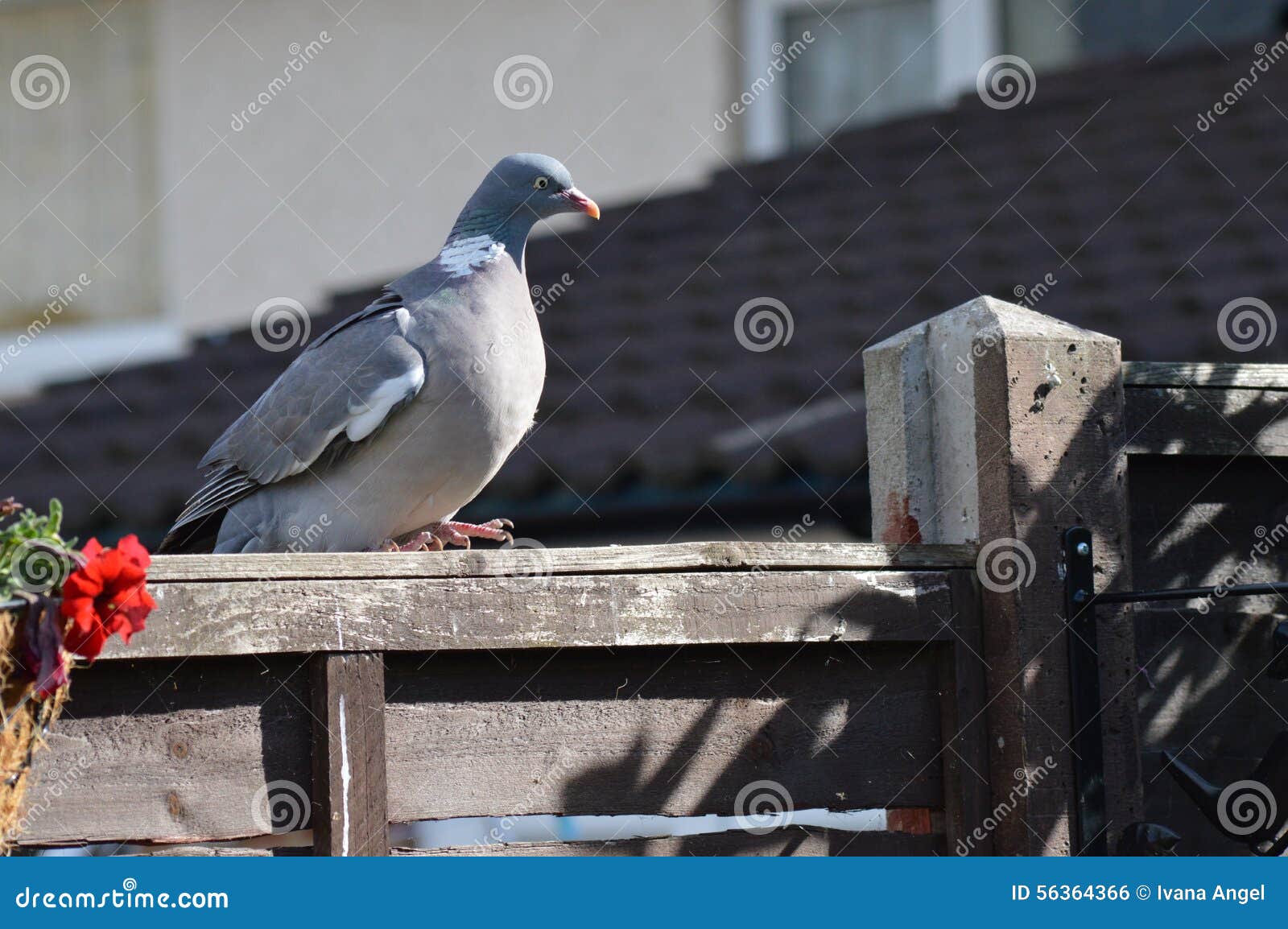 Pigeon resting stock photo. Image of birds, bird, cute - 56364366