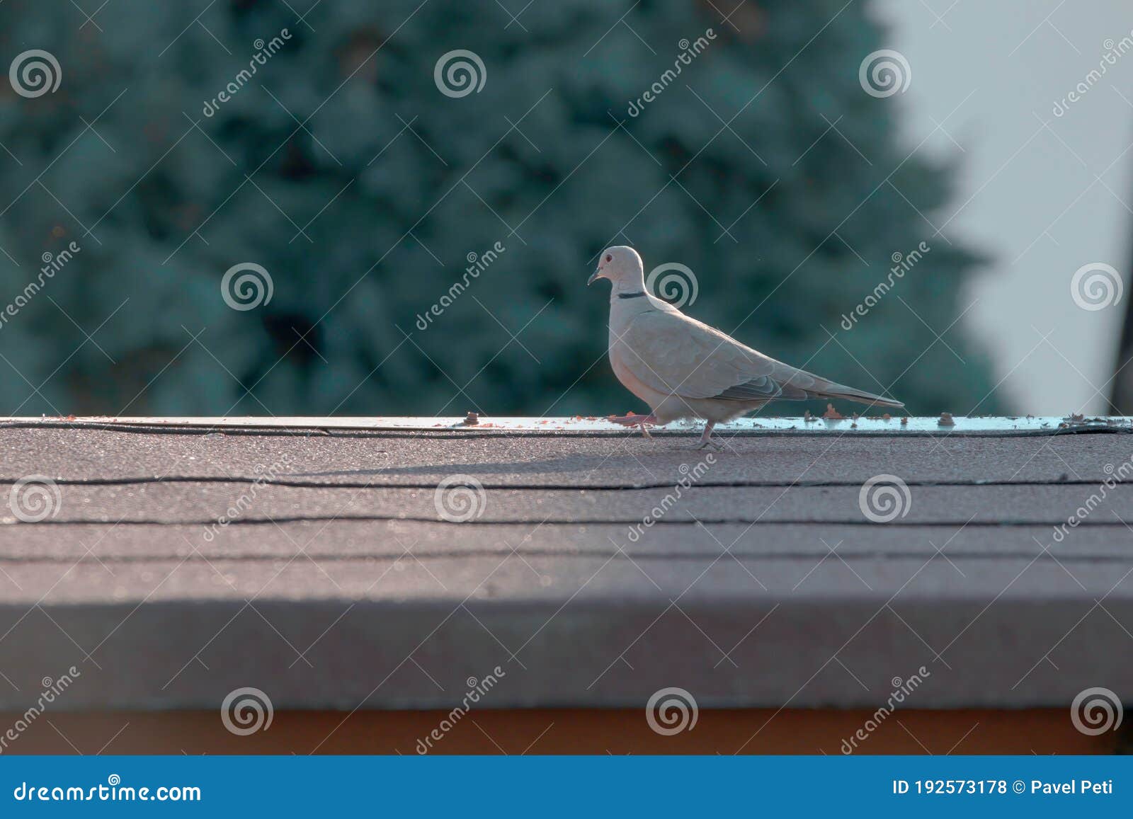 Pigeon resting detail stock photo. Image of garage, pigeon - 192573178