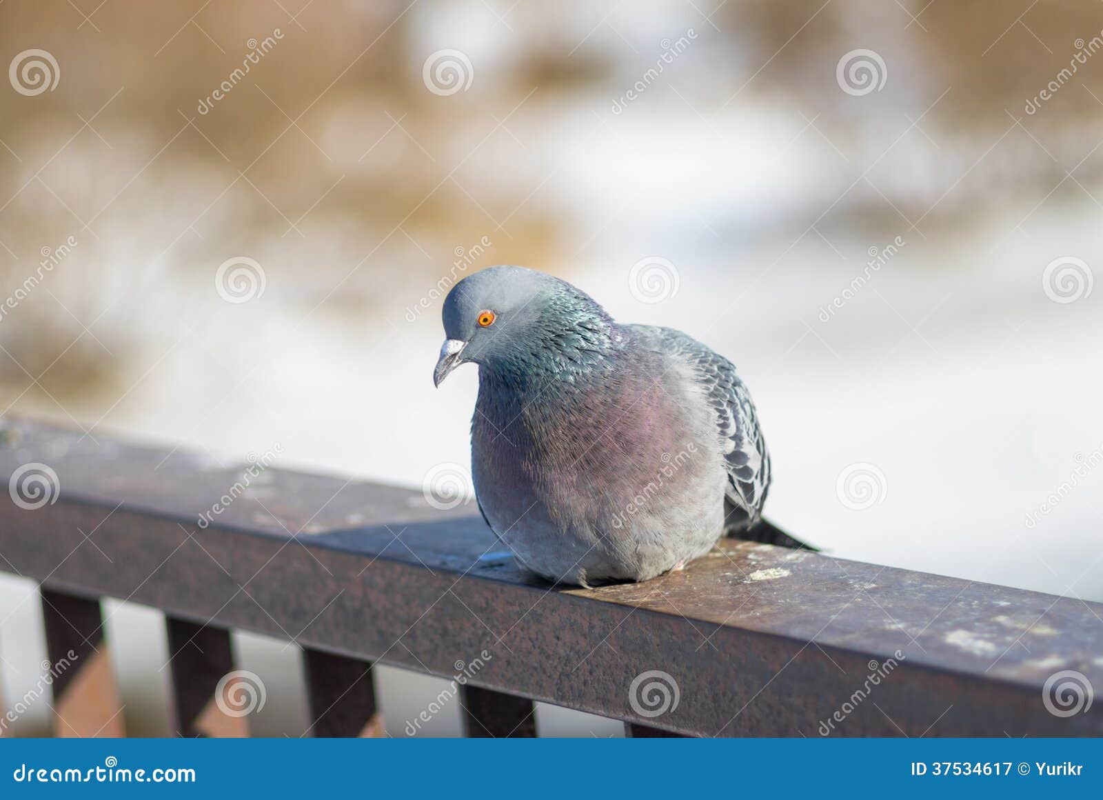 Pigeon is Resting on a Railing Stock Image - Image of lonely, grey ...