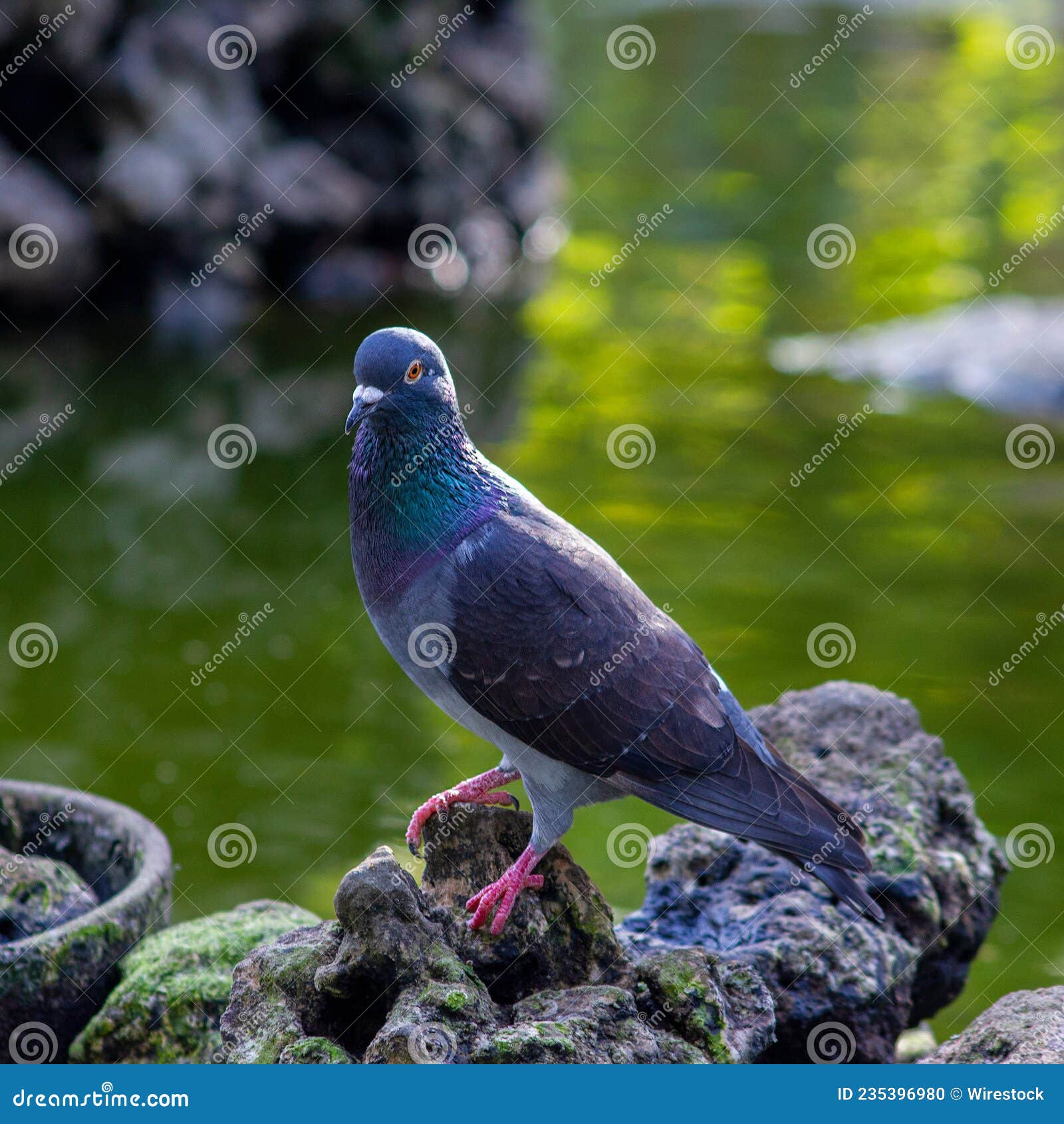 Pigeon resting on Stone 2 stock photo. Image of aves - 235396980