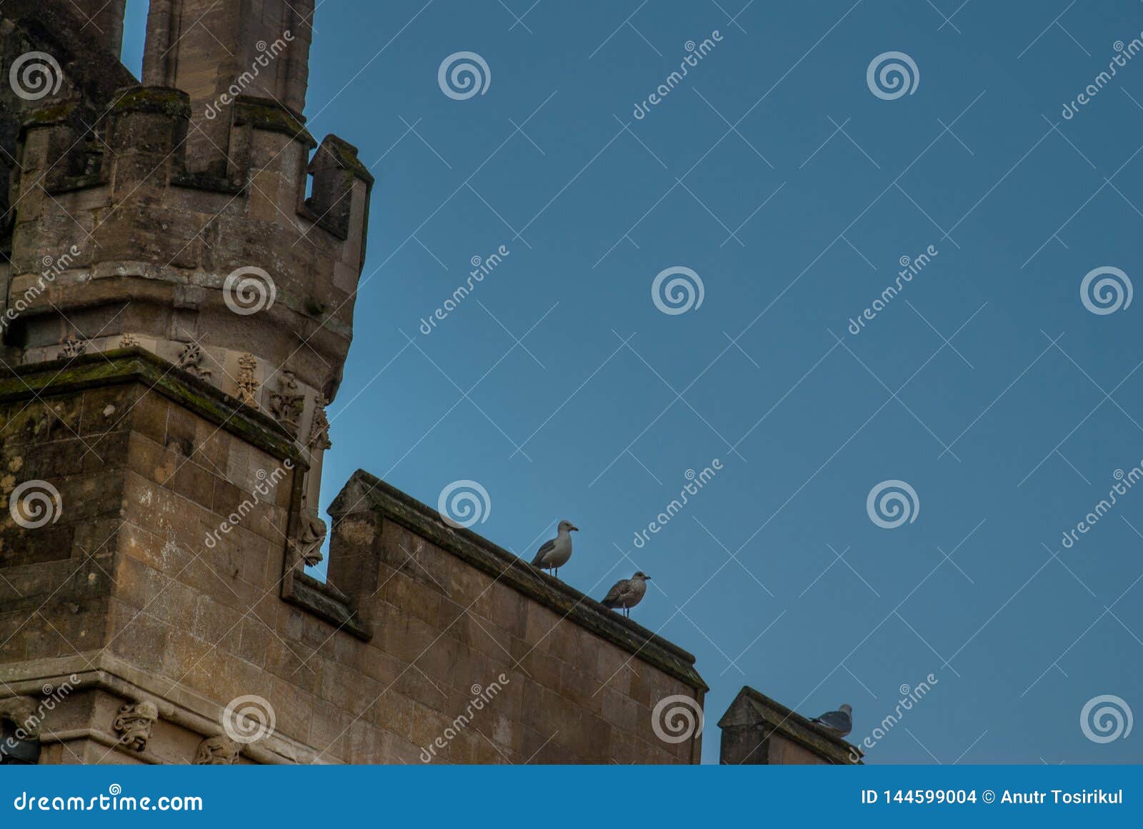 The Pigeon that Rests on the Castle Tower Stock Photo - Image of blue ...