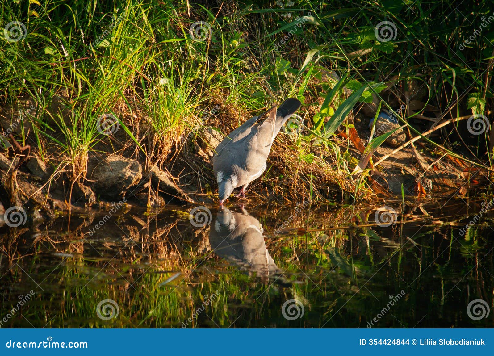 A Pigeon by the River Drinks Water Stock Photo - Image of wilderness ...
