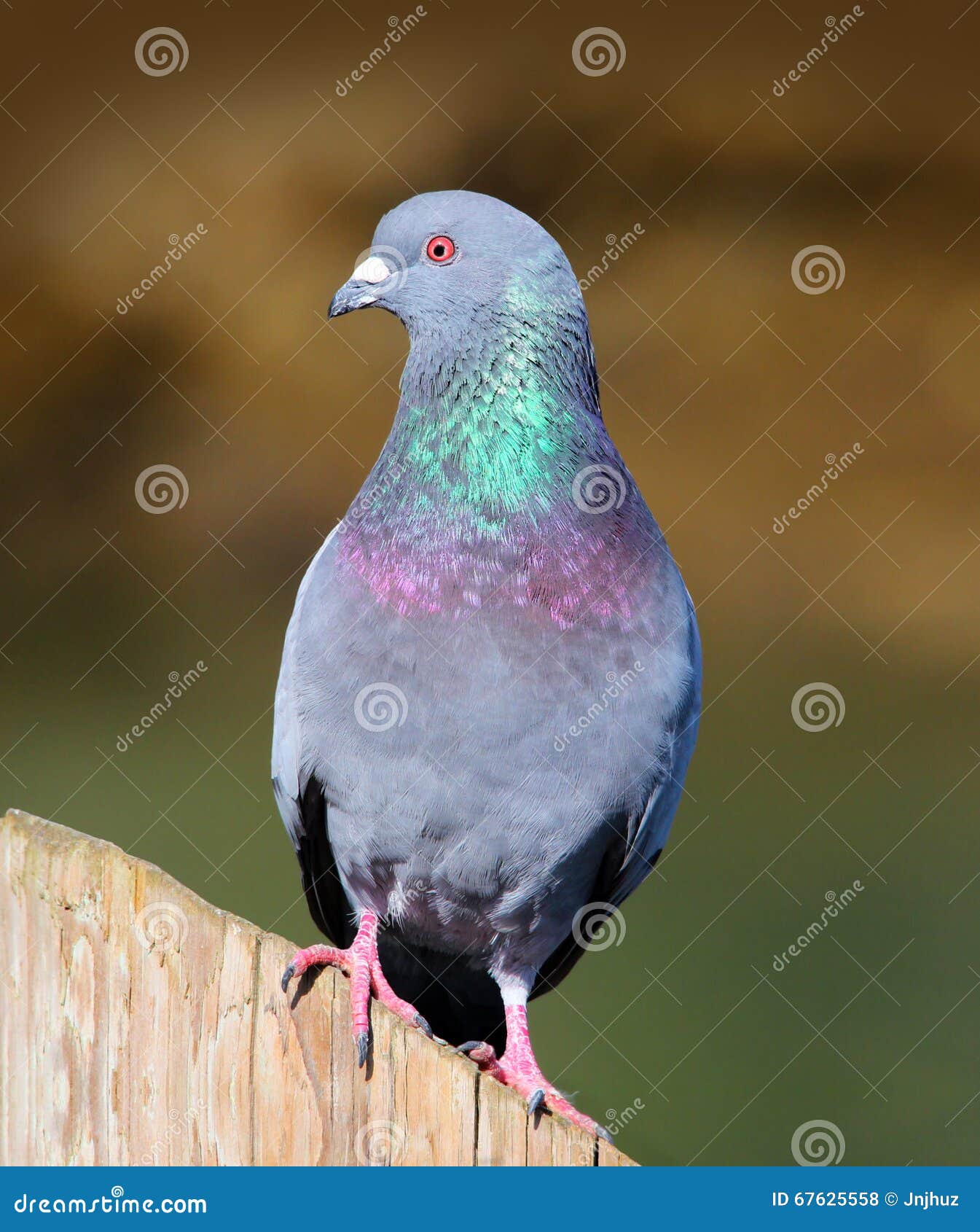 Pigeon (Rock Dove) stock photo. Image of columbidae, animal - 67625558