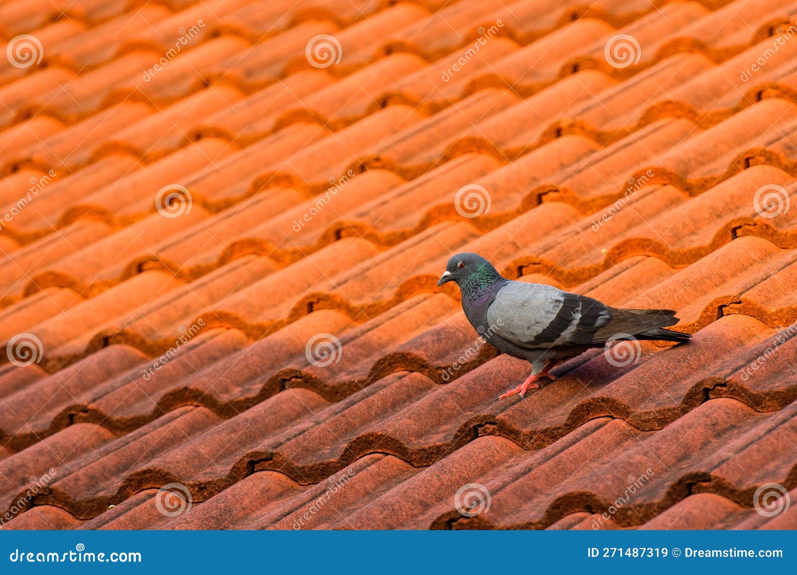 A pigeon on the roof stock image. Image of nature, birds - 271487319