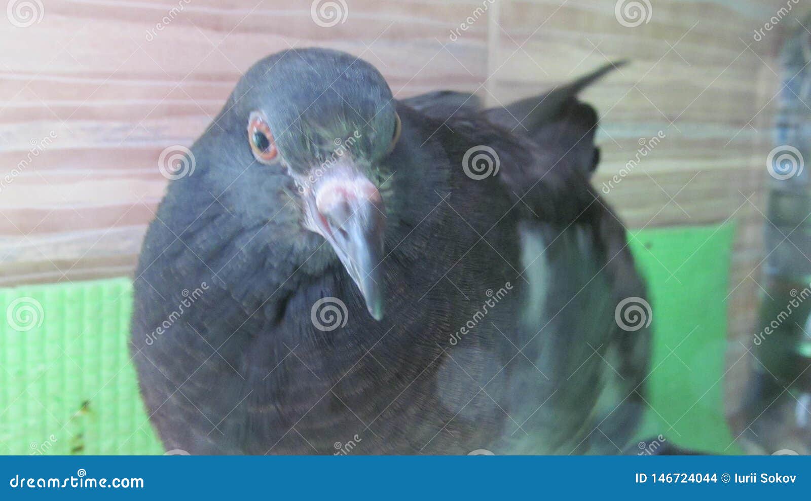 Pigeon in the Room on Treatment Stock Photo - Image of gray, bird ...