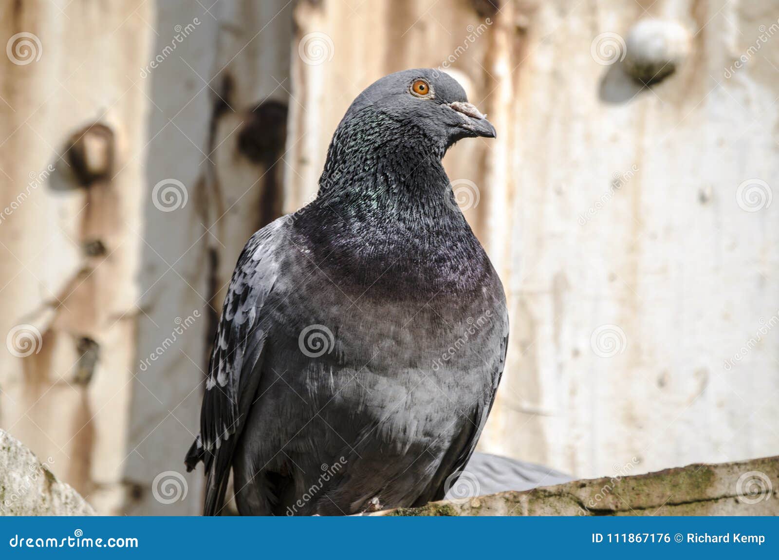 Pigeon on a Rusty Metal Beam Stock Photo - Image of pigeon, natural ...