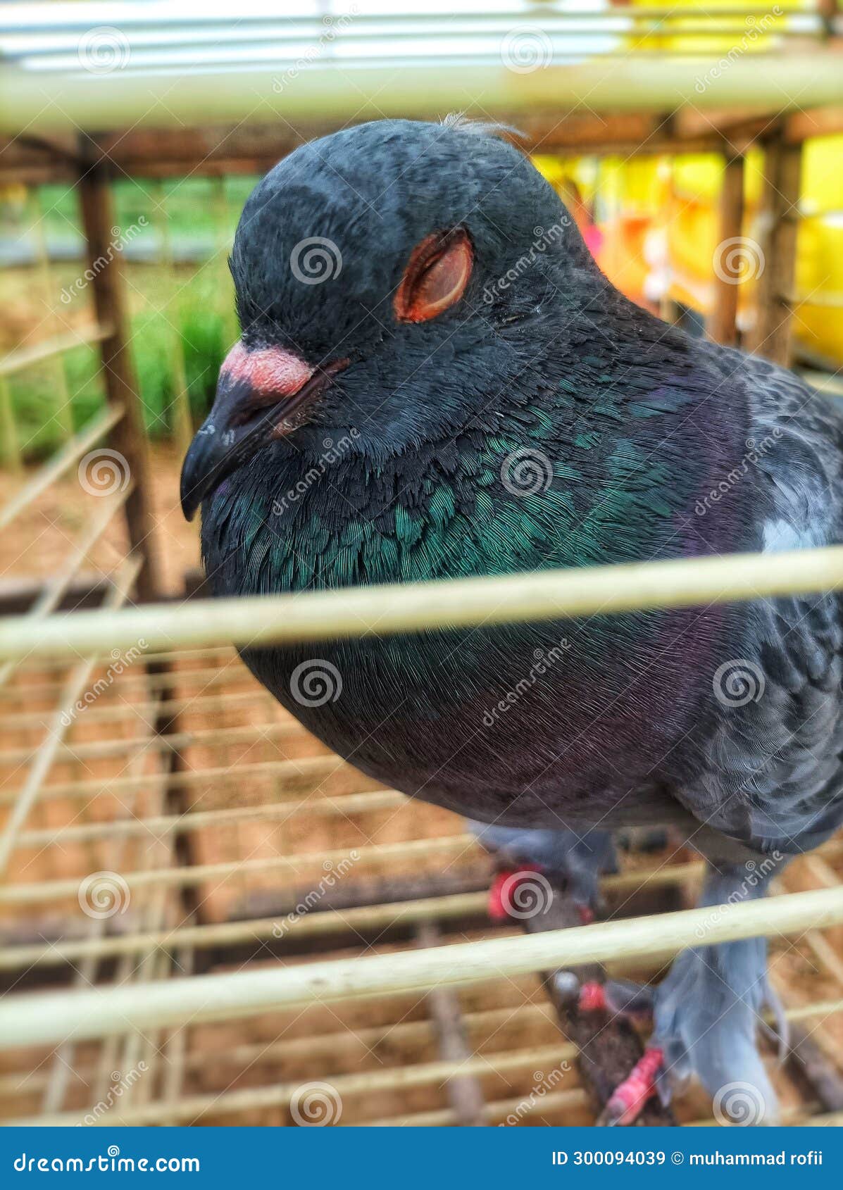 The Pigeon S Eyes are Closed Stock Image - Image of chick, small: 300094039