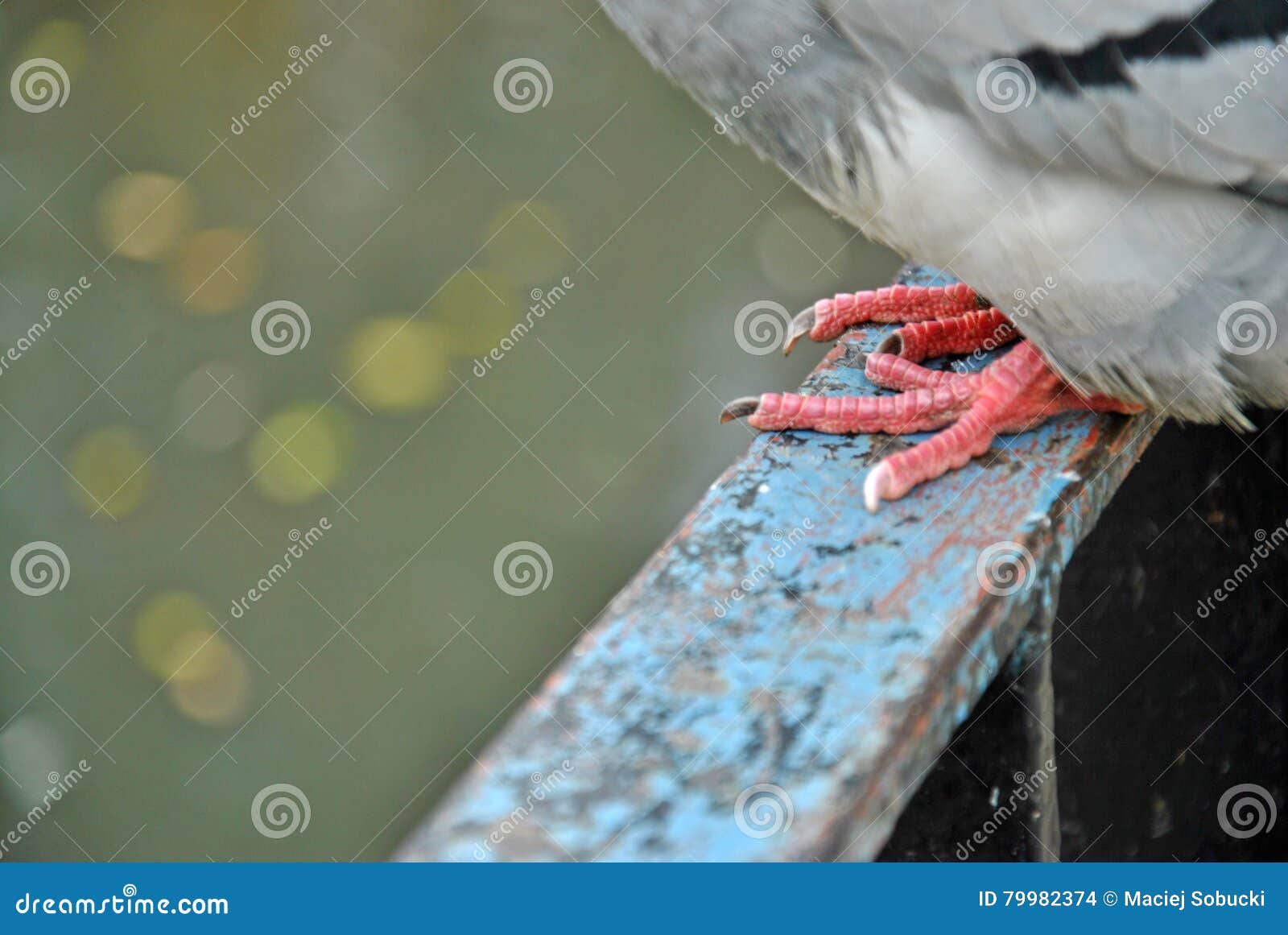 Pigeon`s leg stock photo. Image of poland, small, bird - 79982374