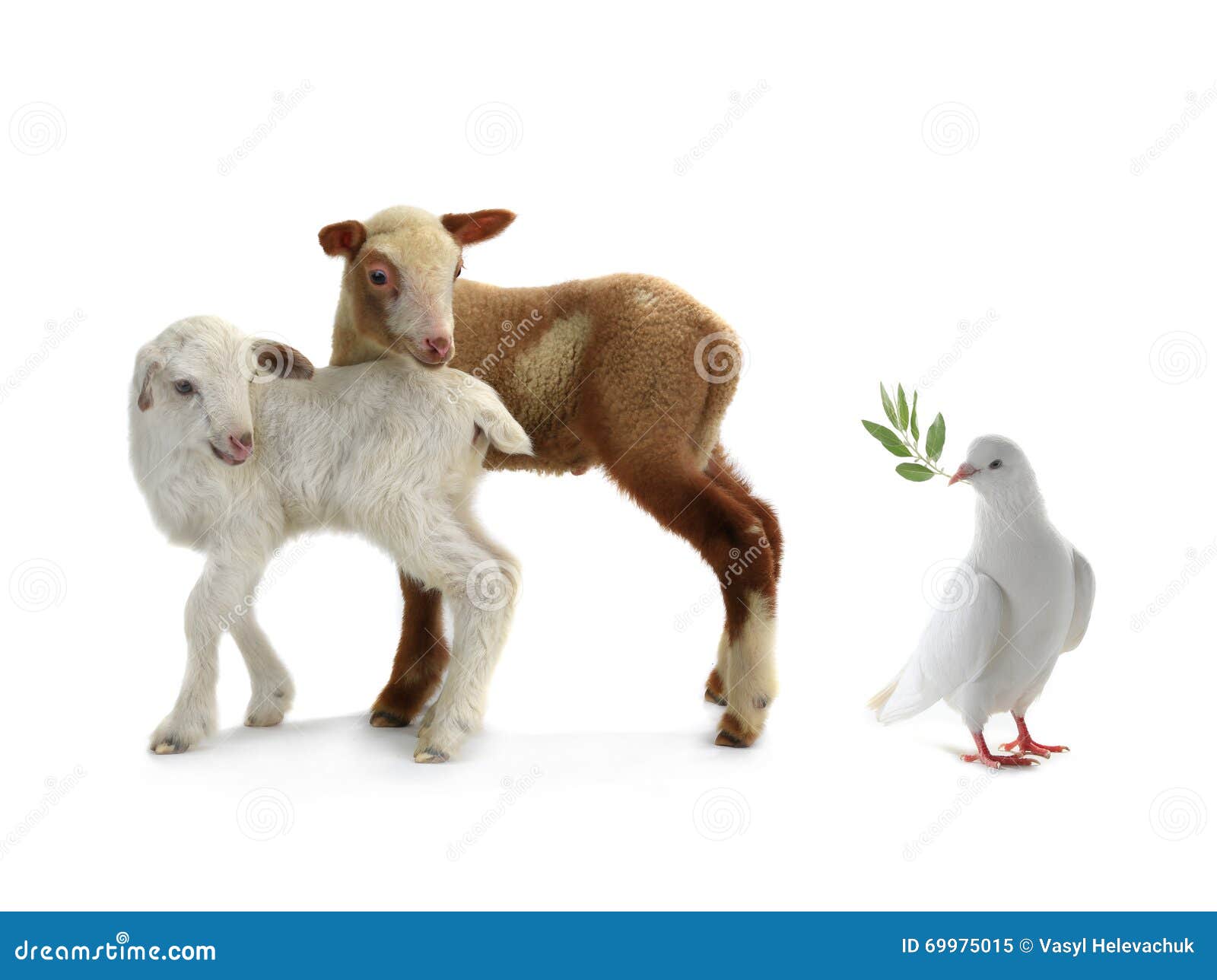 Pigeon and sheep stock image. Image of bird, cute, background - 69975015
