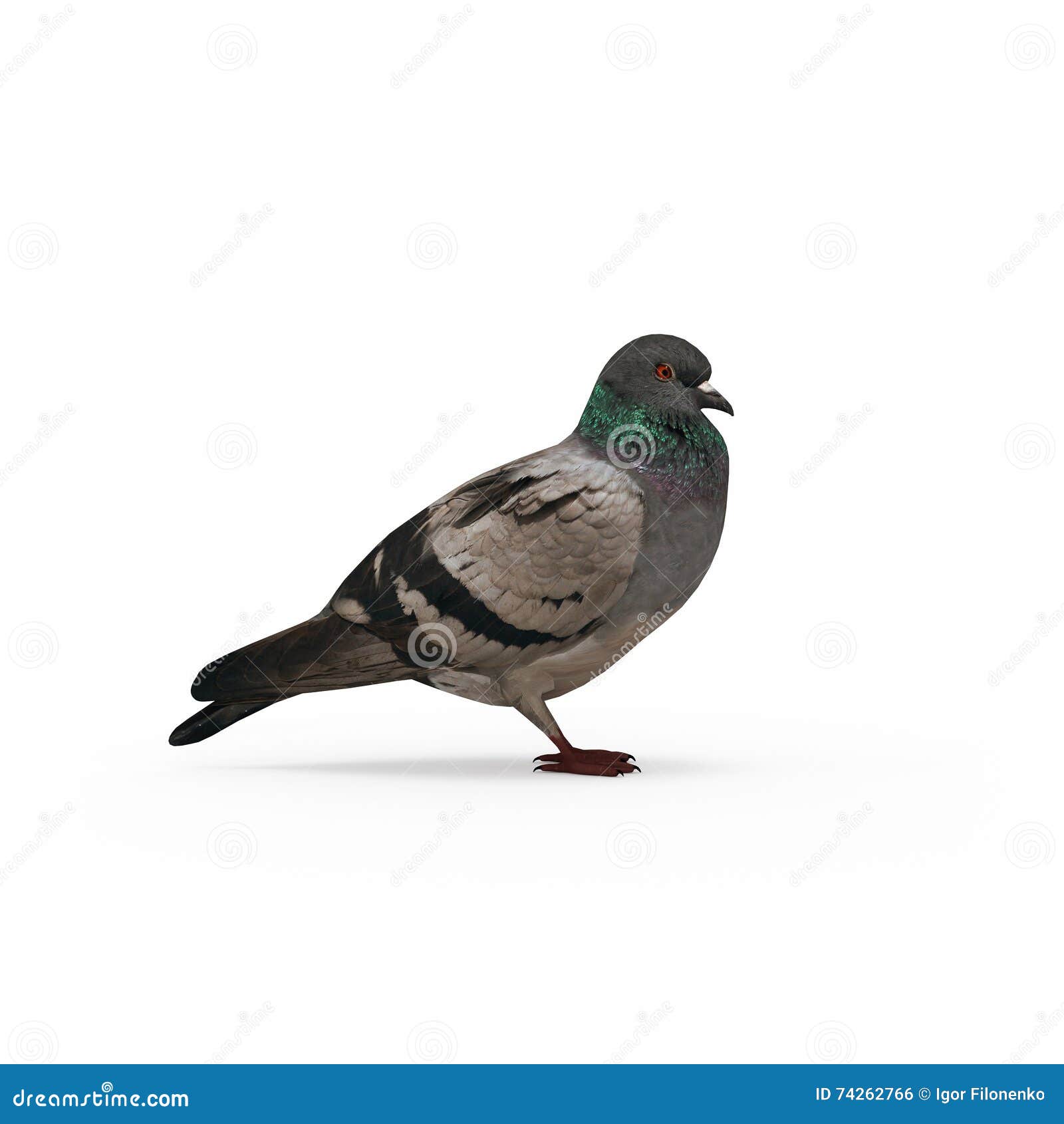 Pigeon. Top View. Vector Illustration Isolated On White Background ...