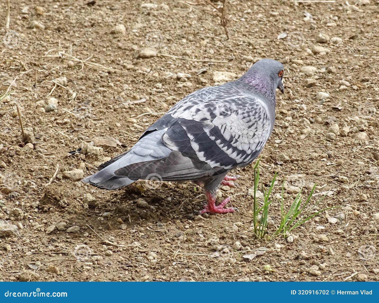 A Pigeon Sits on the Ground. in Romania Stock Photo - Image of nature ...