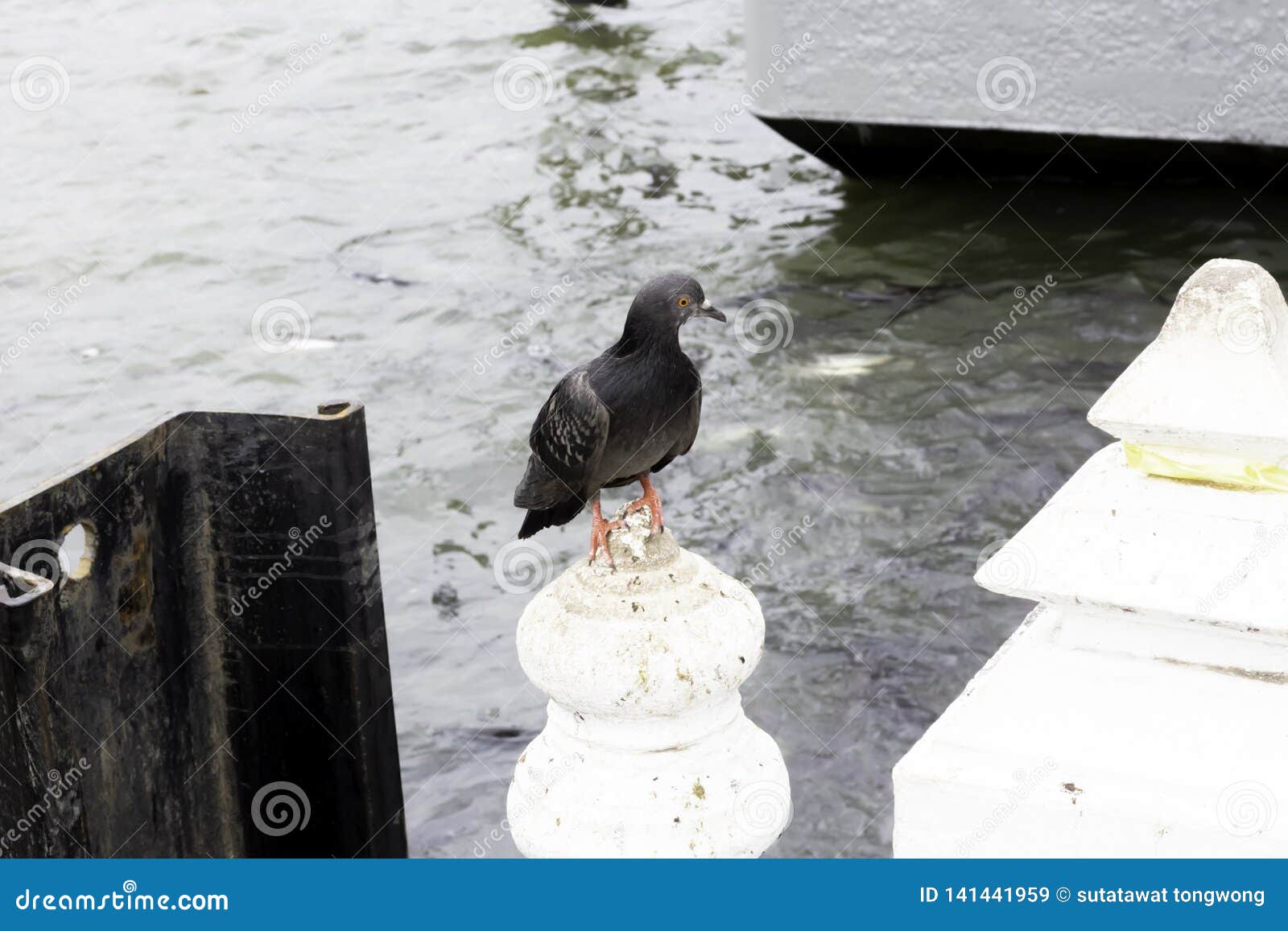 The Pigeon that Sits on the Pole, with a Backdrop of Rivers and Fish ...