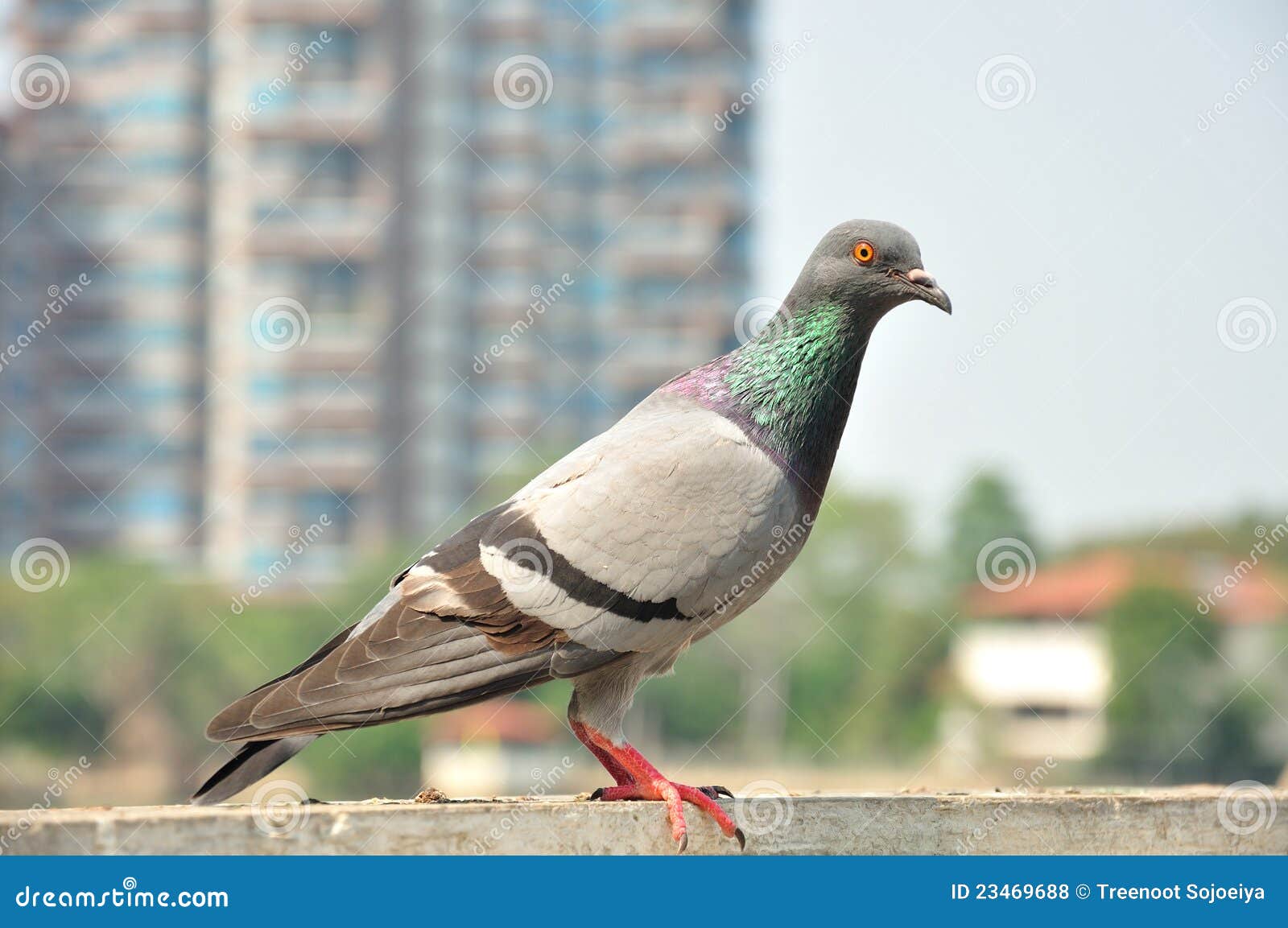 Pigeon sitting stock photo. Image of gray, closeup, cute - 23469688