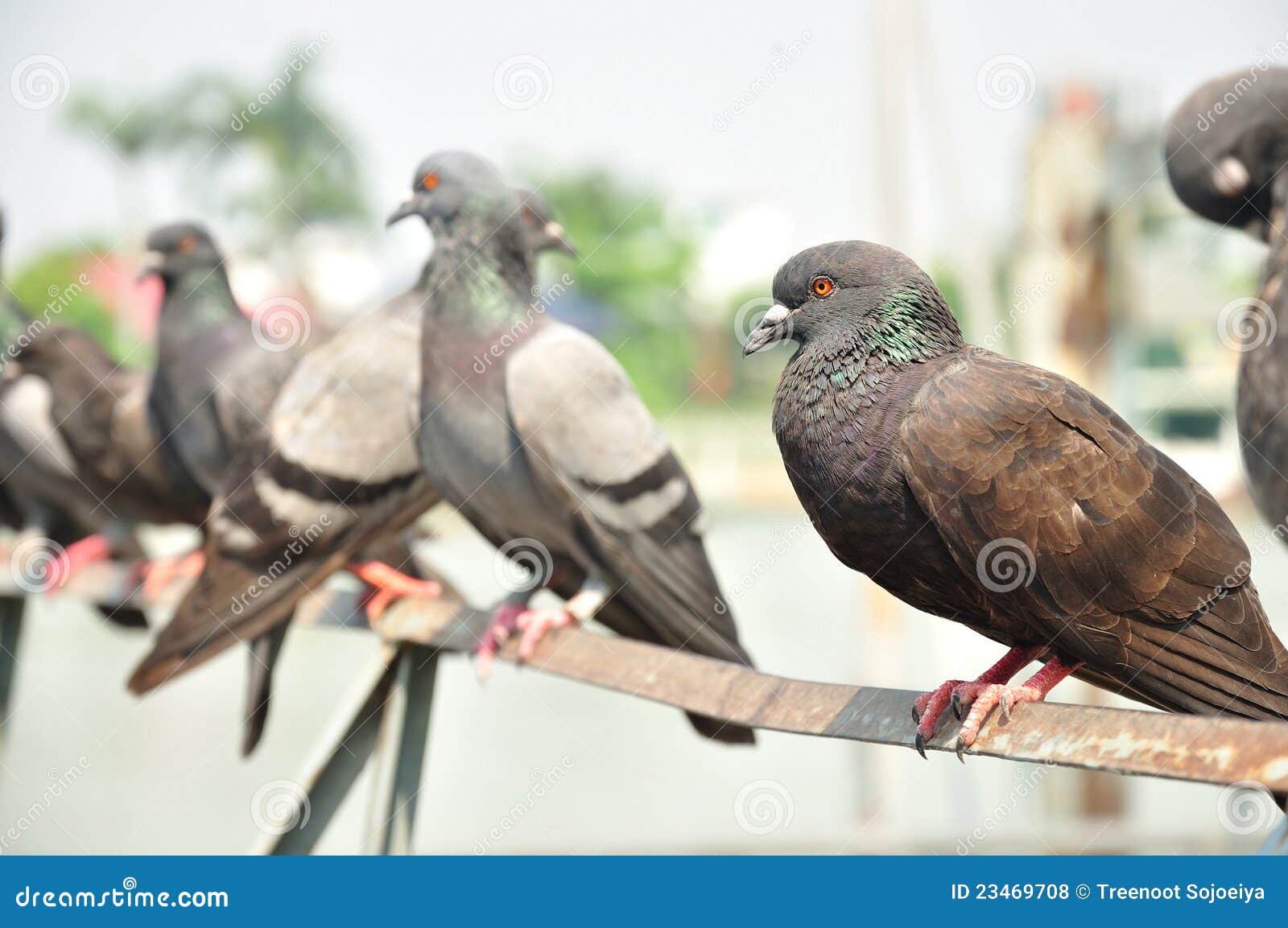 Pigeon sitting stock photo. Image of livia, dove, outdoors - 23469708