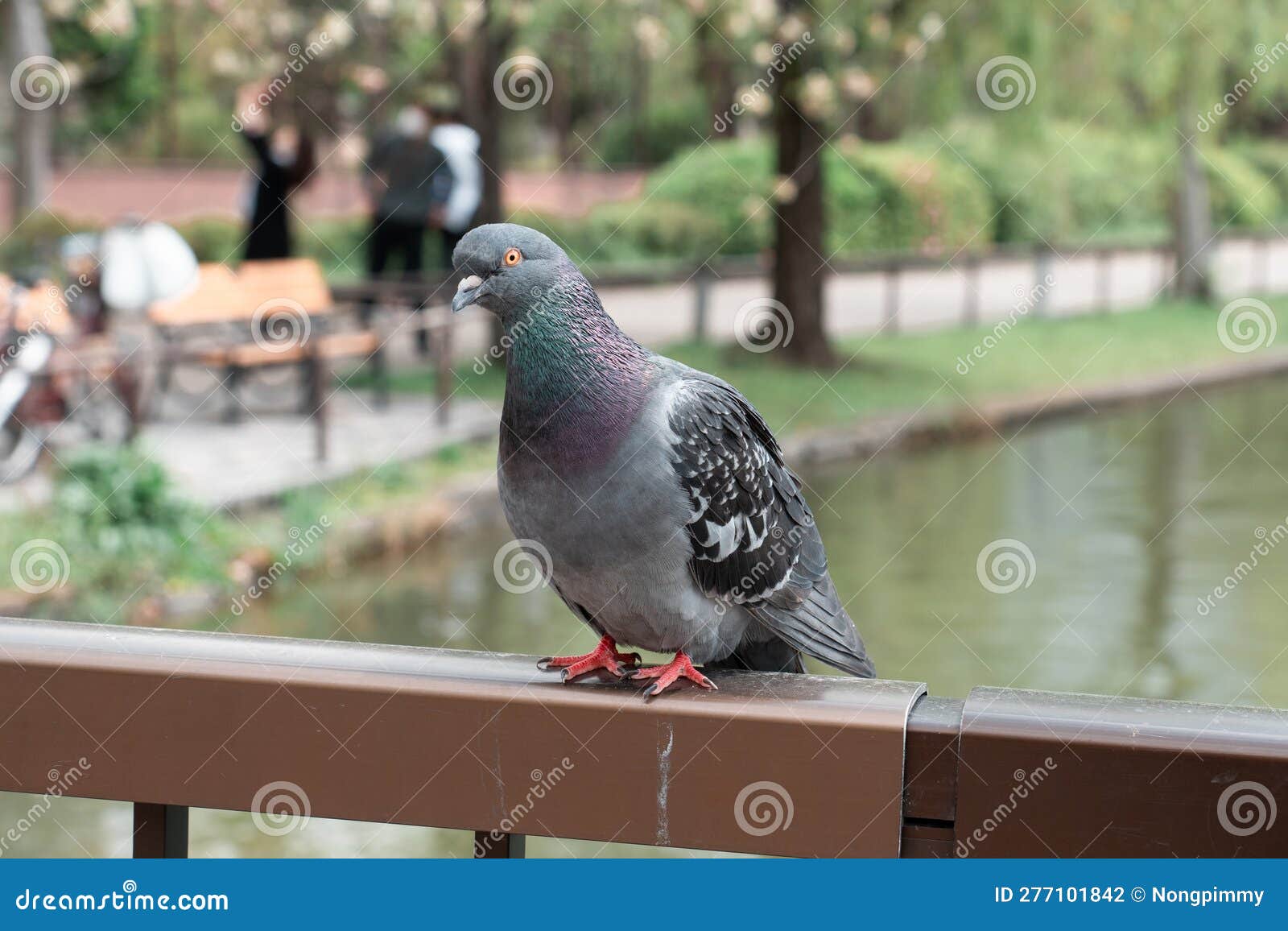 The Pigeon Is Sitting On The Window Sill Of The Window And Looks Into ...