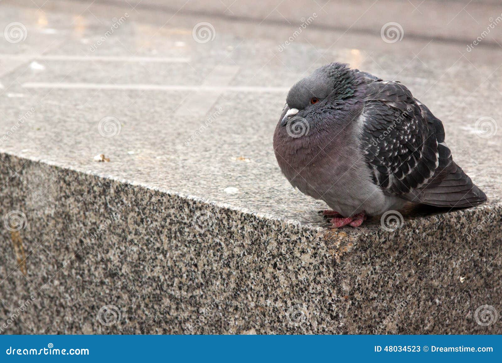 A Pigeon Sitting on a Bench Stock Image - Image of bench, feathers ...