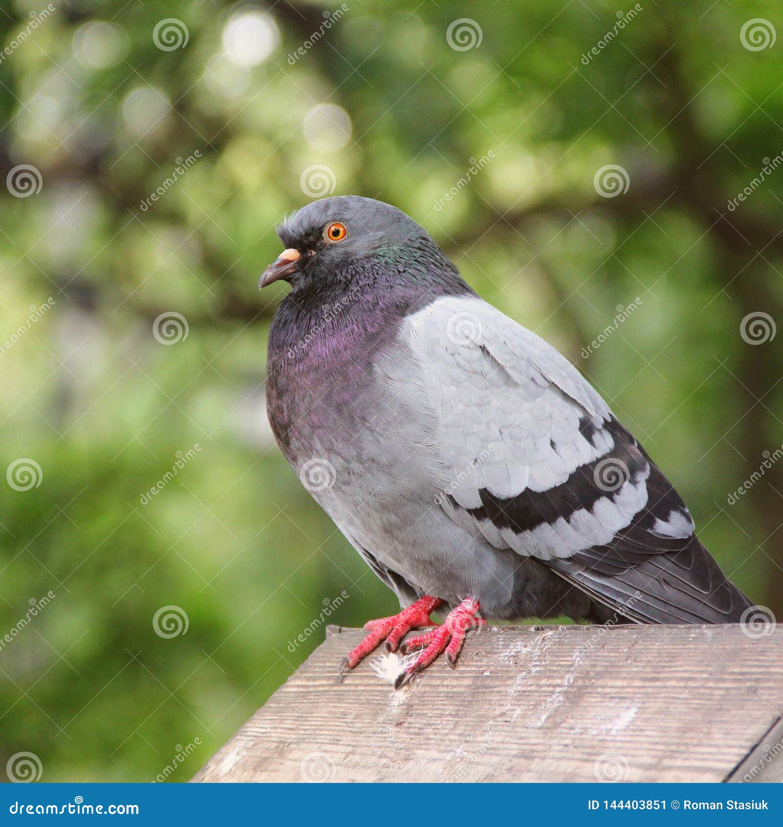 The Pigeon is Sitting in the Birdhouse Stock Image - Image of parent ...