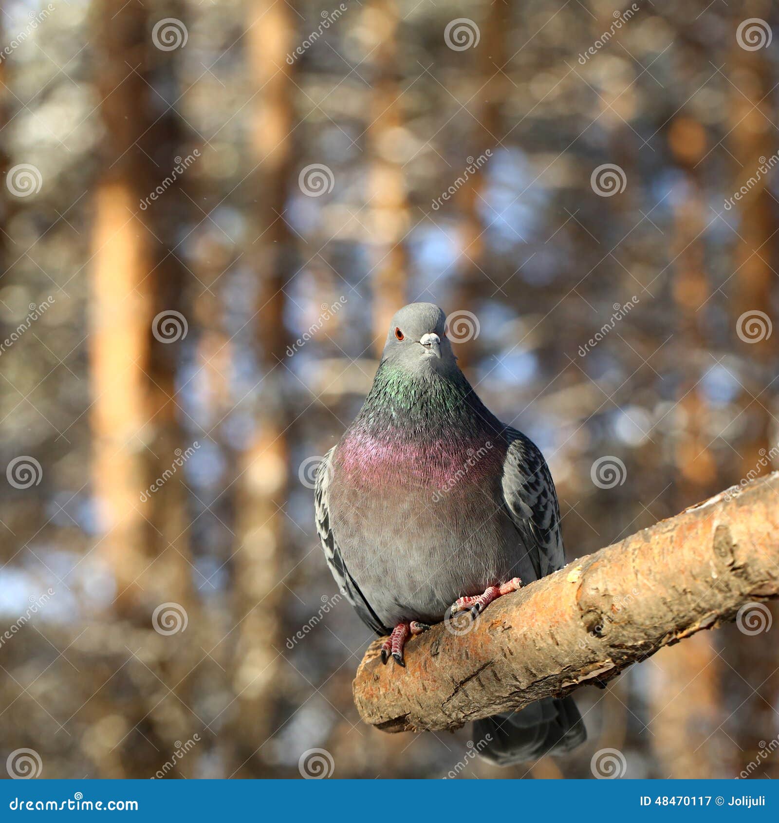 Pigeon stock image. Image of daylight, imagine, exposure - 48470117