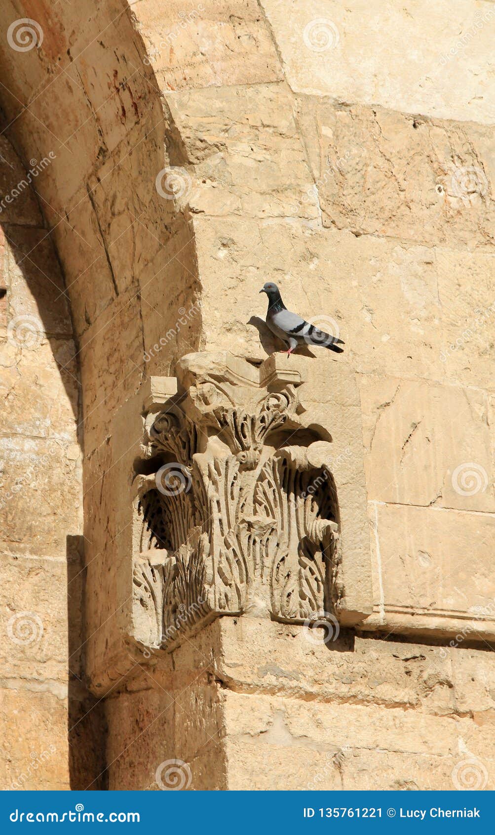 Pigeon stock image. Image of pigeon, column, detail - 135761221