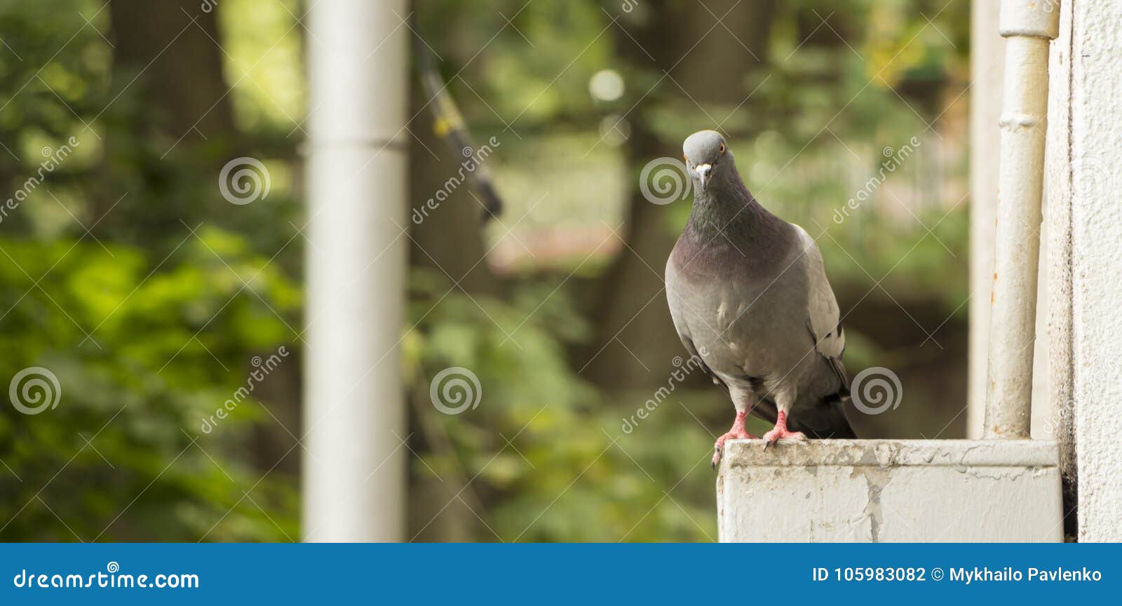 Pigeon Sitting on the Eaves and Looking at the Camera Stock Photo ...