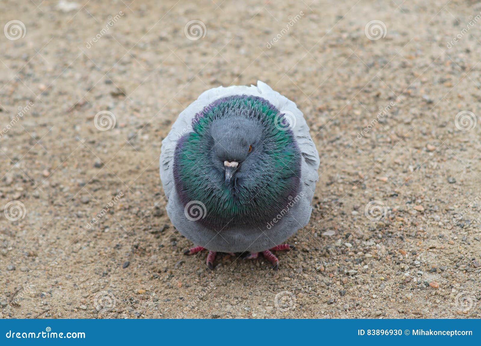 Pigeon Sitting on the Ground. Stock Photo - Image of animal, street ...