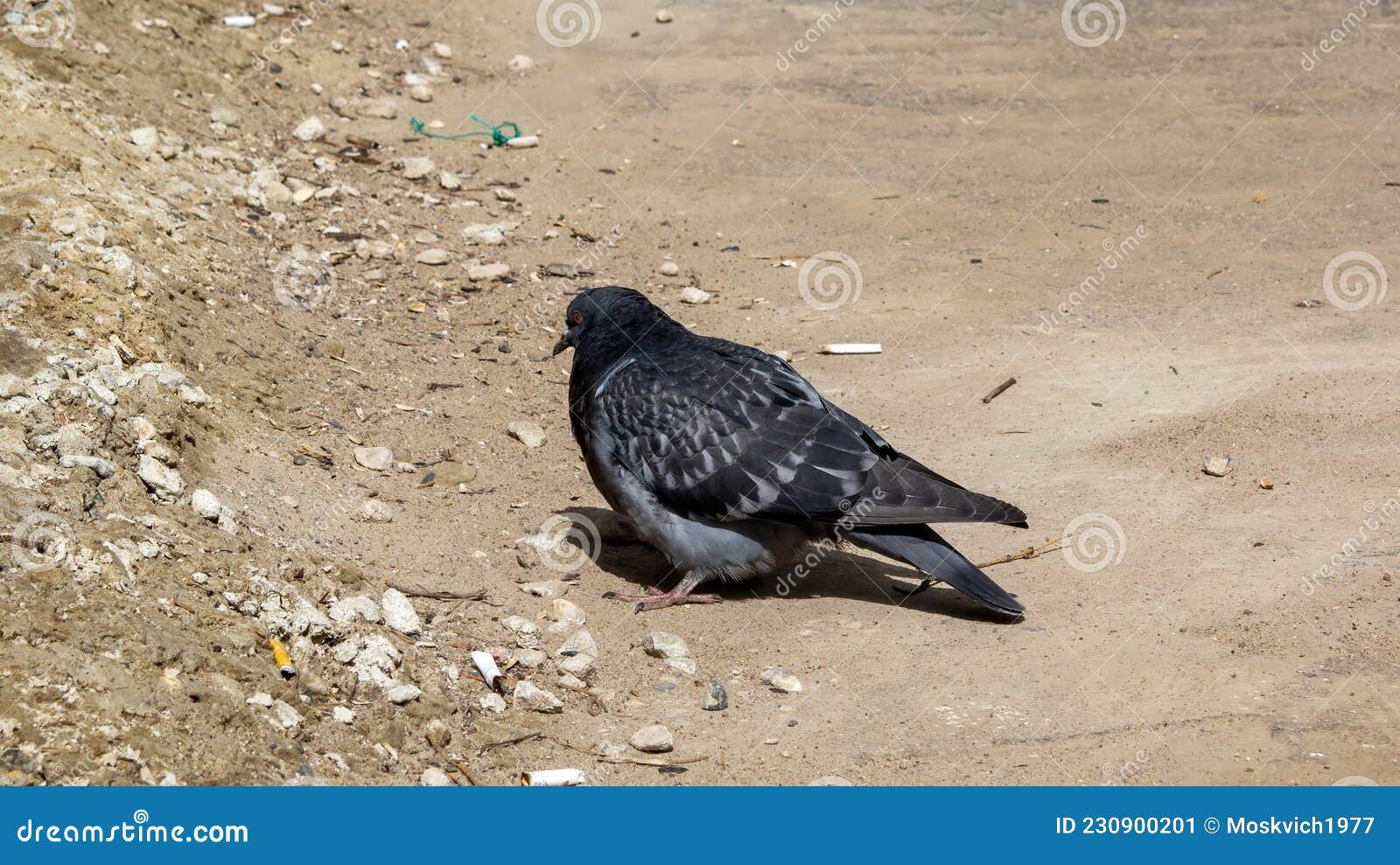 Pigeon Sitting on the Ground in the Park Stock Image - Image of rock ...