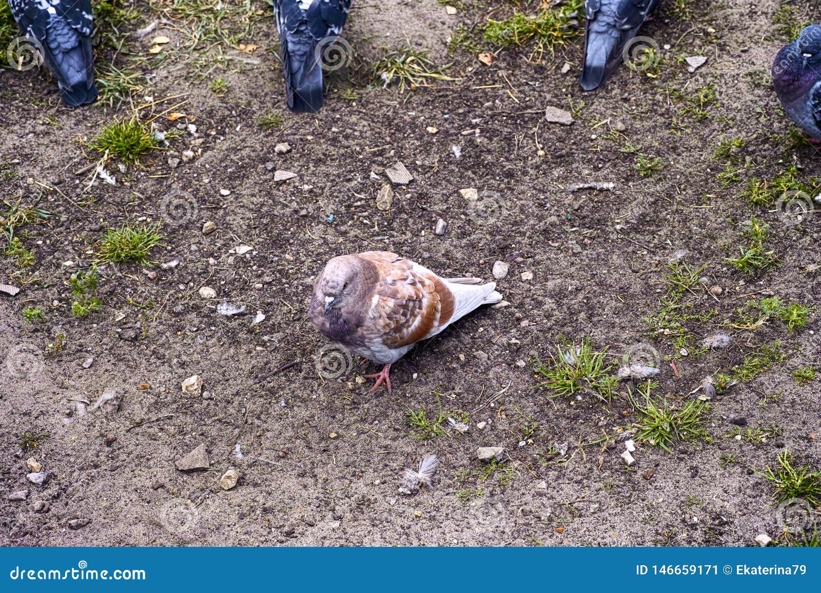 Pigeon Sitting on the Ground Stock Image - Image of sitting, ground ...