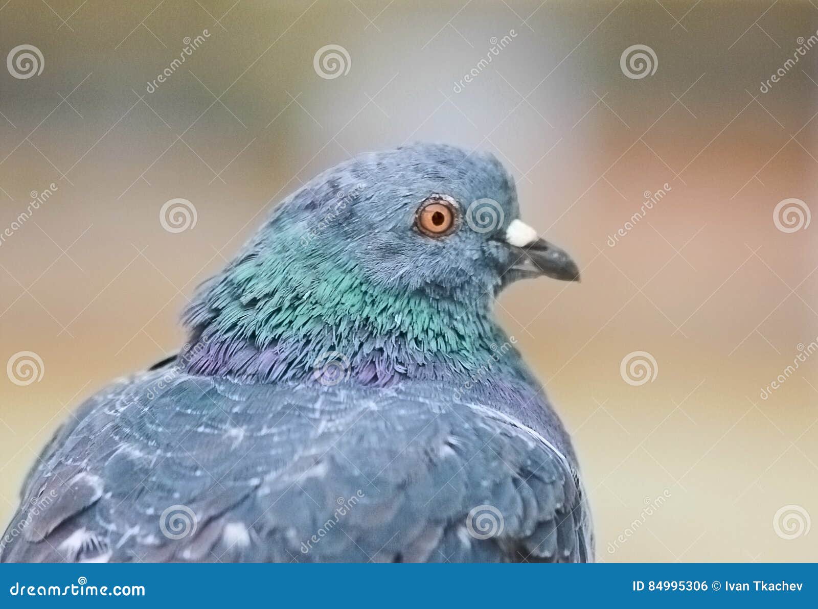 The Pigeon is Sitting and is Looking Forward Stock Photo - Image of ...
