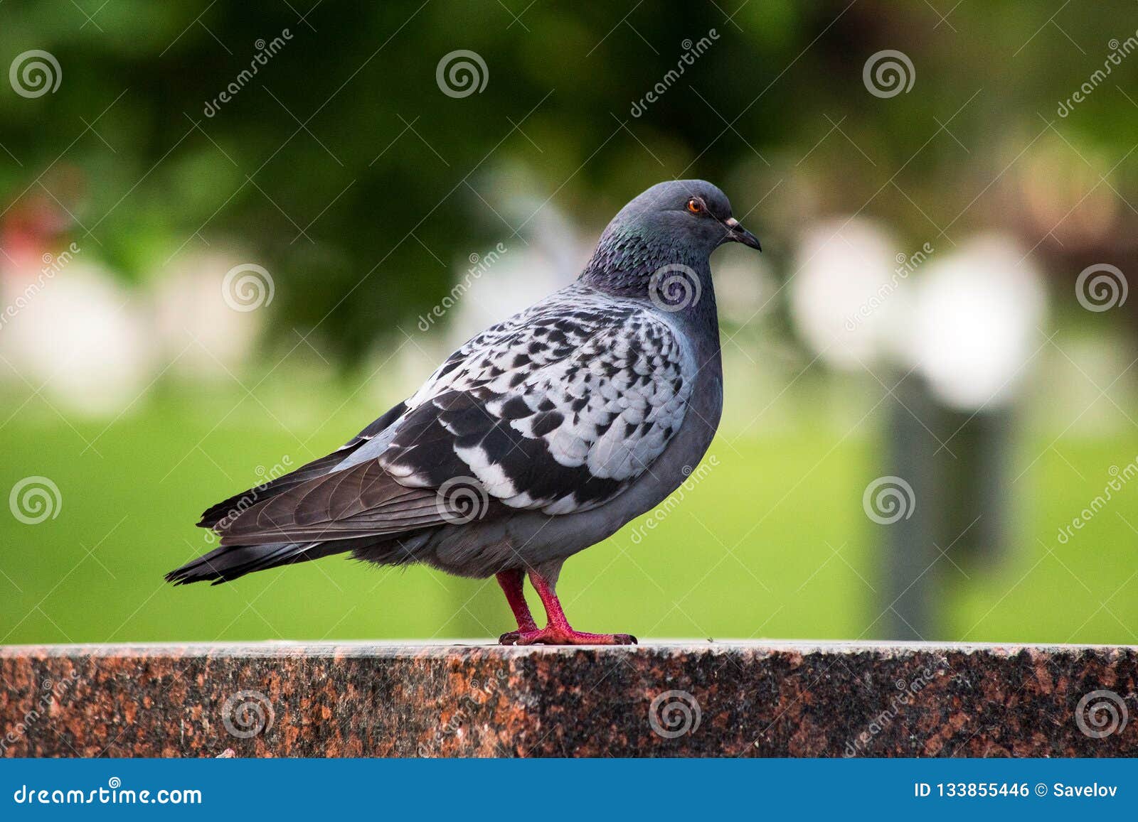 Pigeon Sitting on a Marble Column Stock Photo - Image of closeup ...