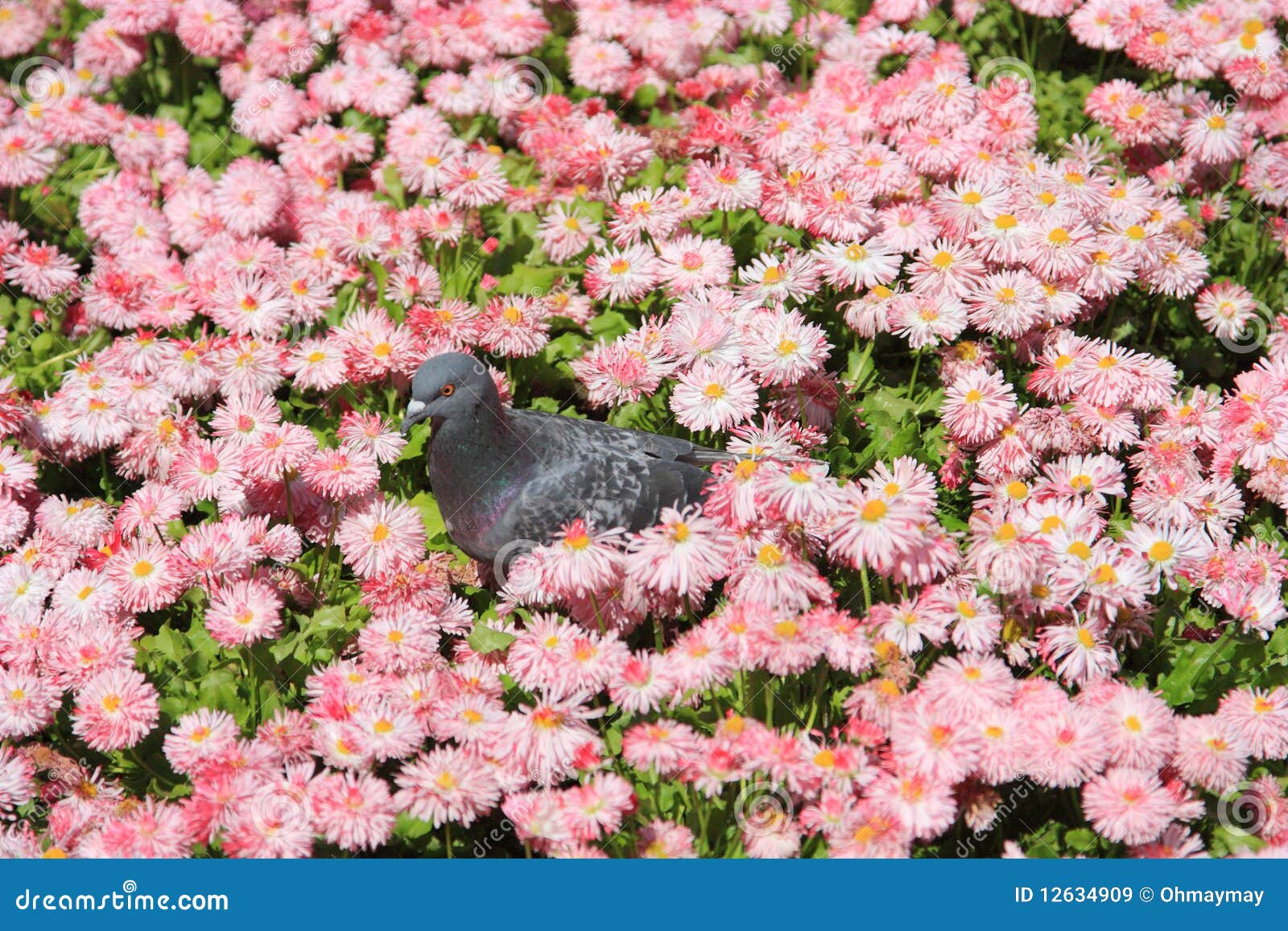 Pigeon Sitting on Pink Flowers Stock Image - Image of europe, flowers ...