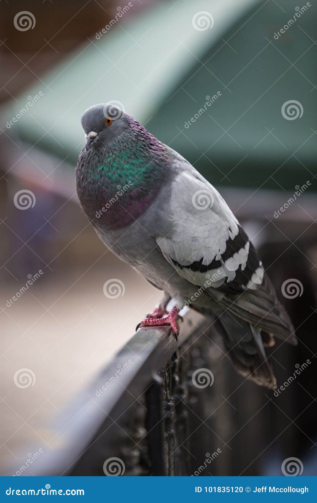 Pigeon sitting stock photo. Image of cochabamba, animal - 101835120