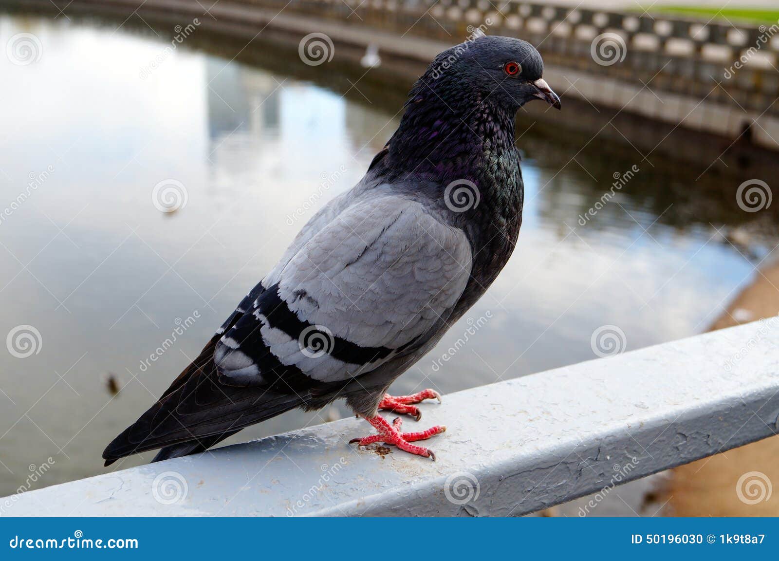 Pigeon Sitting on the Railing Stock Photo - Image of pigeon, nature ...