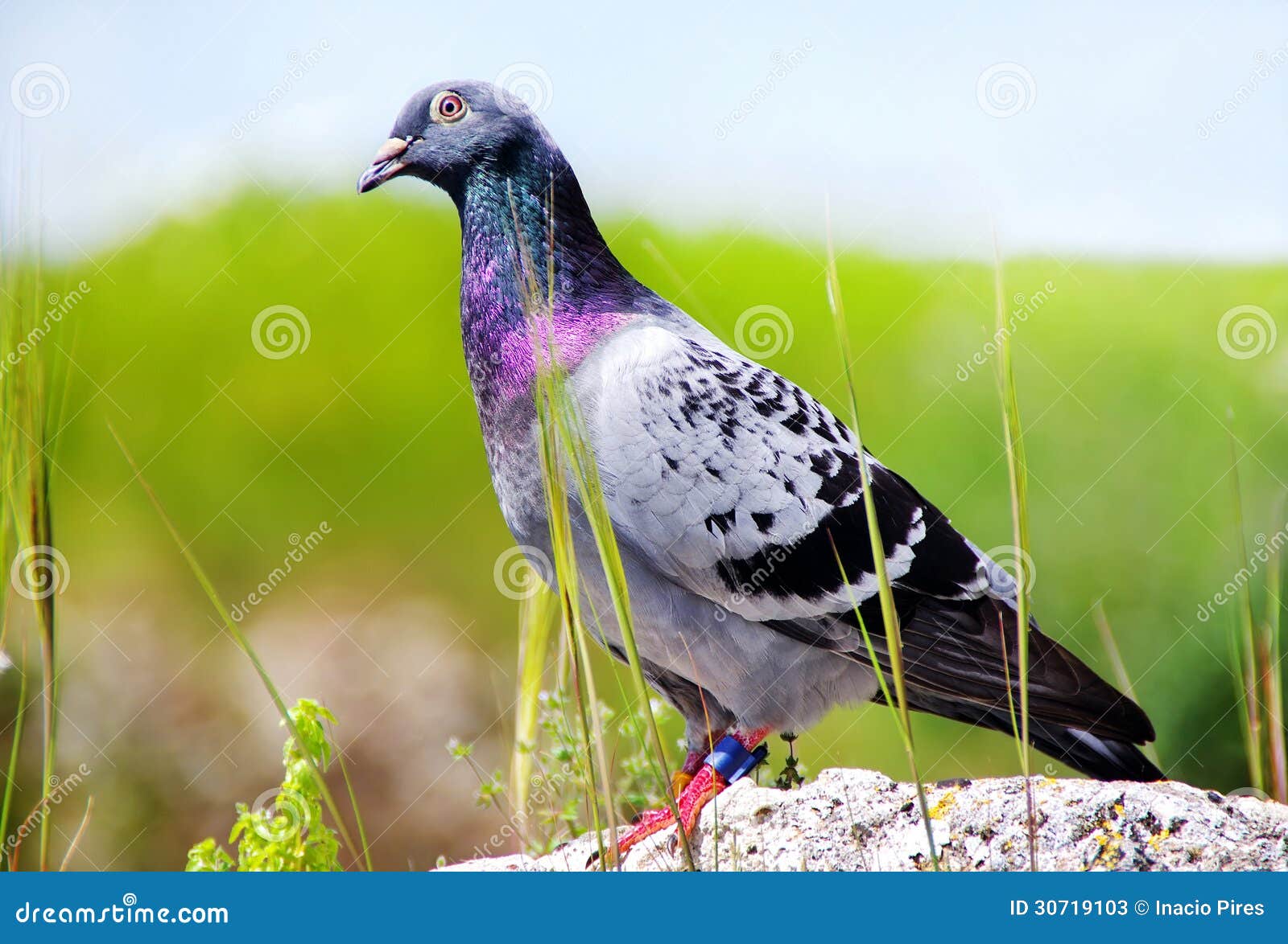 Pigeon sitting on rock stock image. Image of hope, bird - 30719103