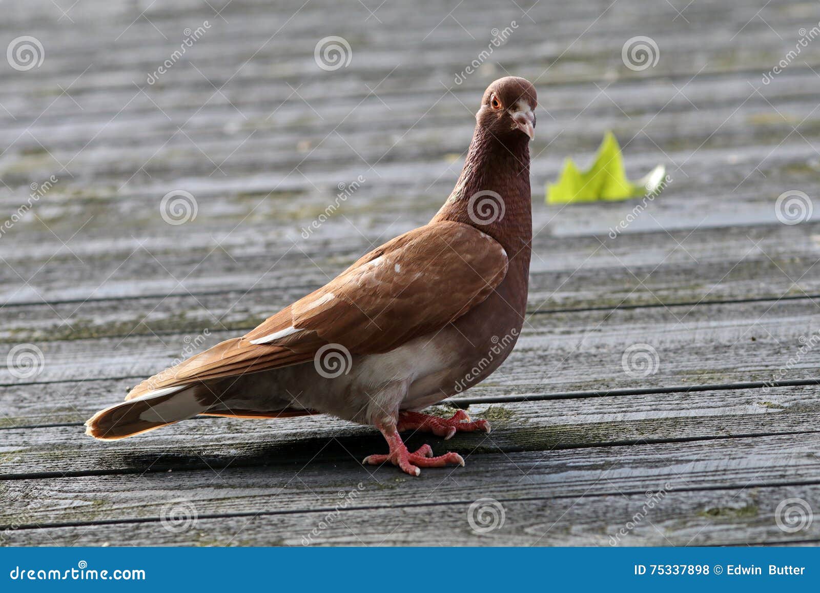 Pigeon stock photo. Image of silhouette, racing, beautiful - 75337898