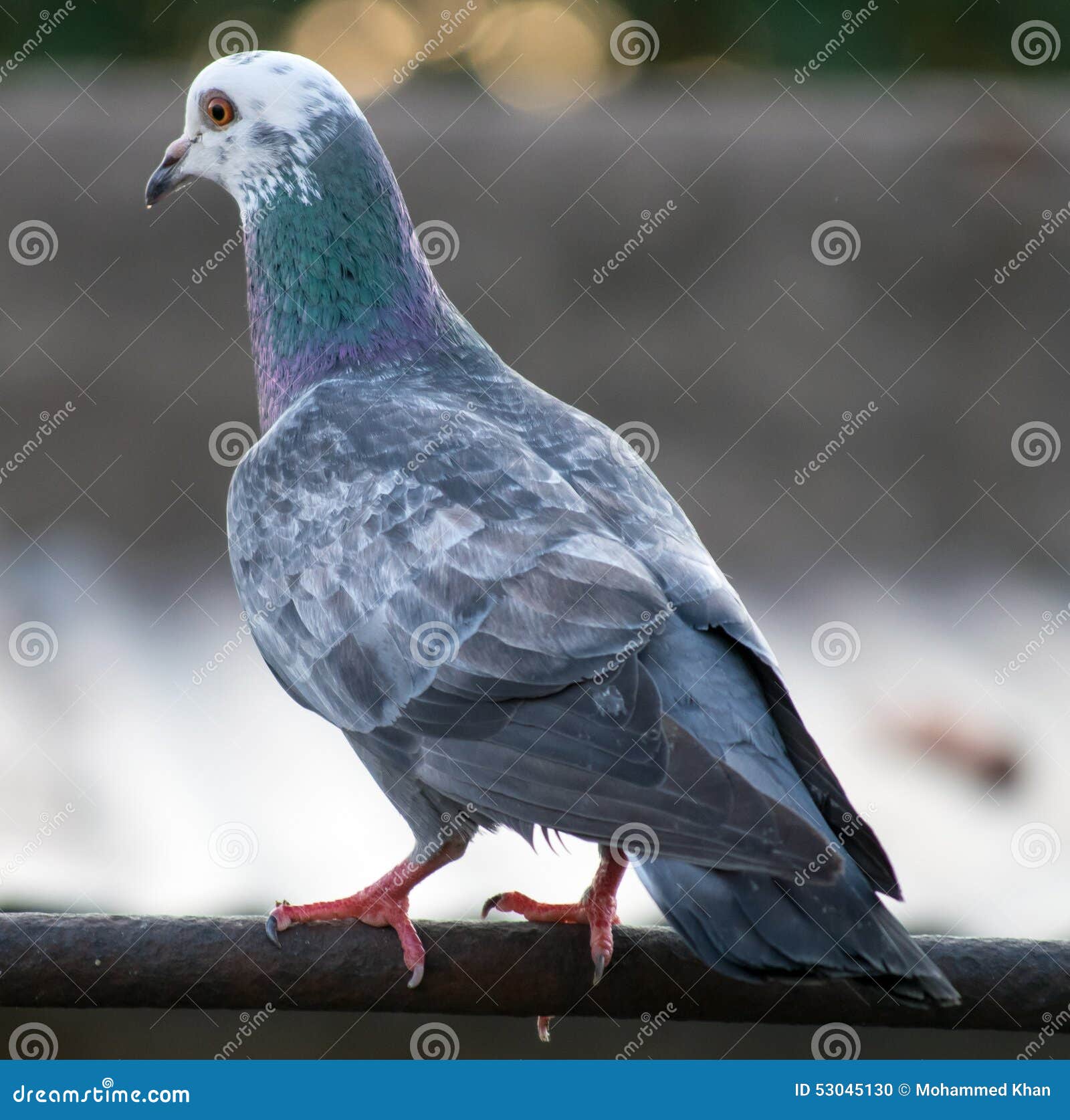 Pigeon sitting stock photo. Image of sitting, whitehead - 53045130