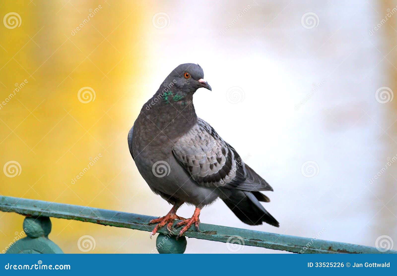 Pigeon stock photo. Image of single, closeup, bird, nature - 33525226
