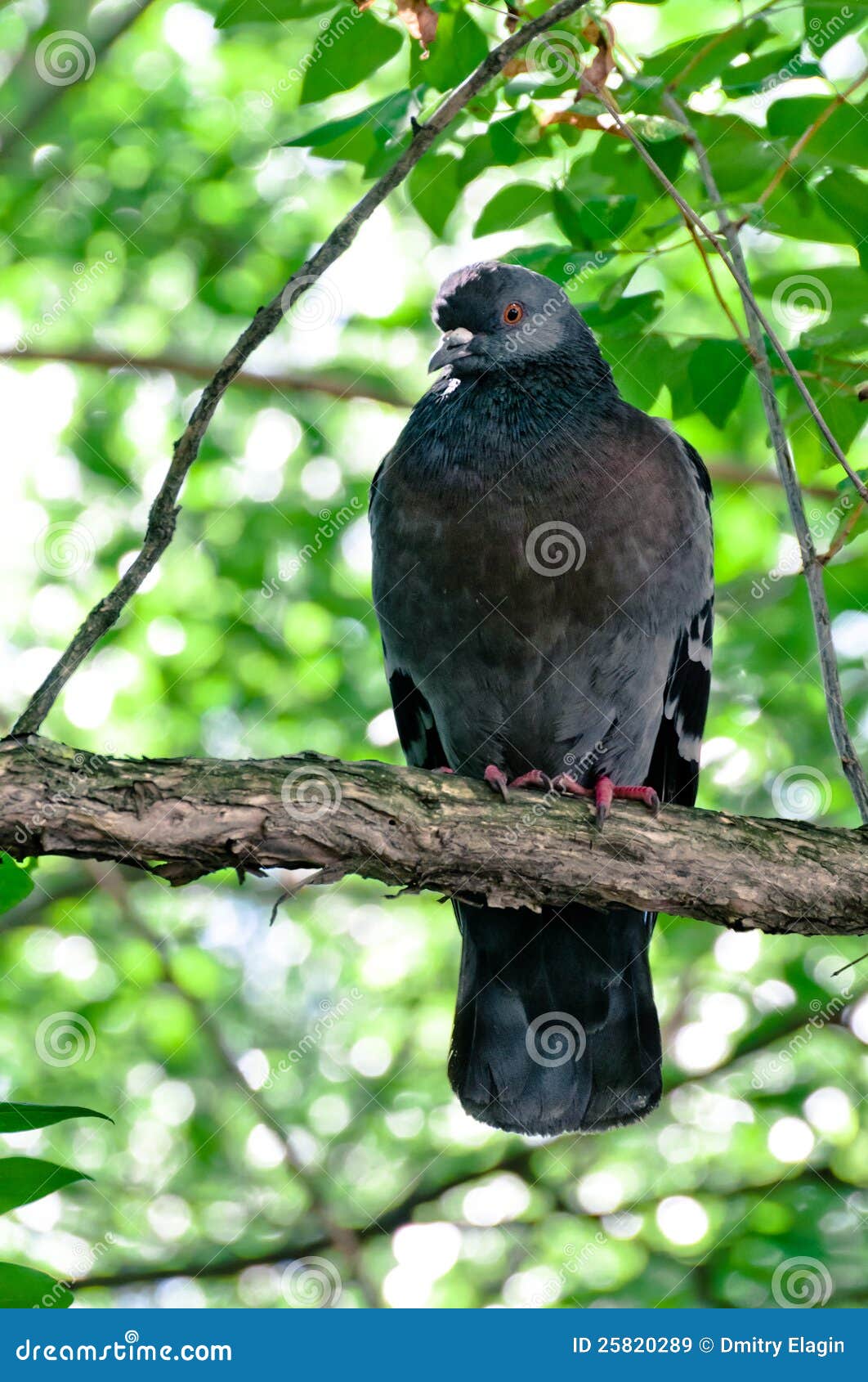 Pigeon Sitting on Tree Branch Stock Image - Image of full, common: 25820289