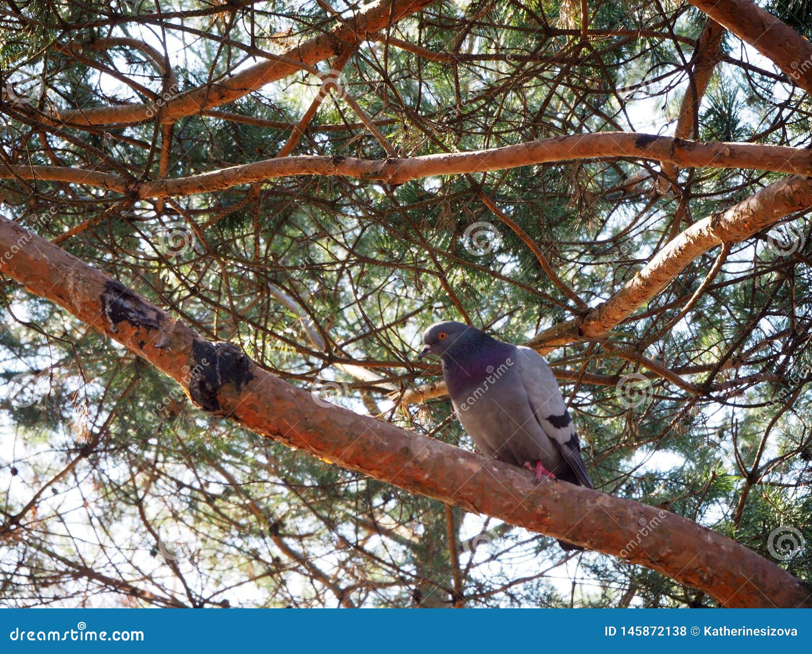 A Pigeon is Sitting on a Tree Branch Stock Photo - Image of pigeon ...
