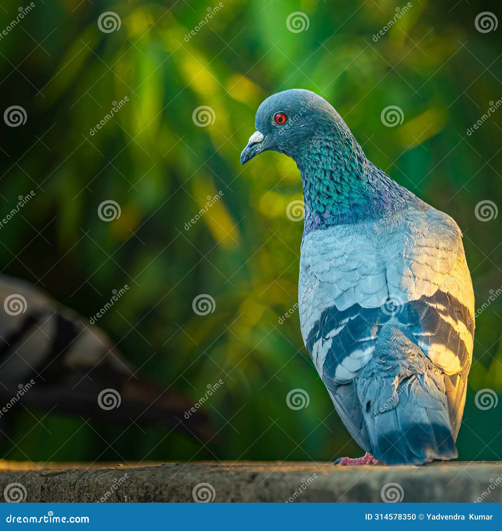 A Pigeon sitting stock photo. Image of beautiful, dove - 314578350
