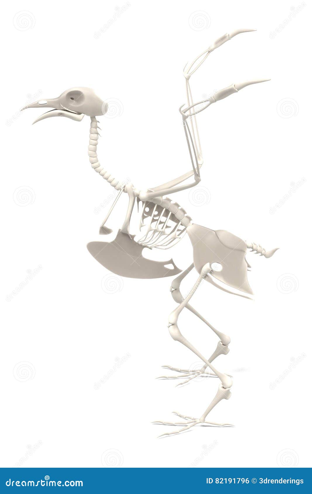 Pigeon skeleton stock illustration. Illustration of system - 82191796