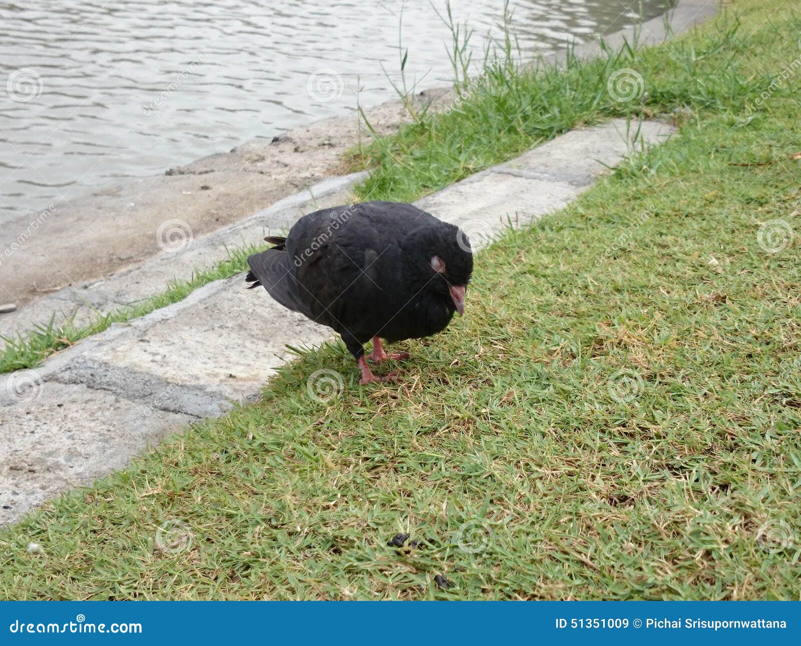Pigeon sleep stock image. Image of park, sleep, bird - 51351009