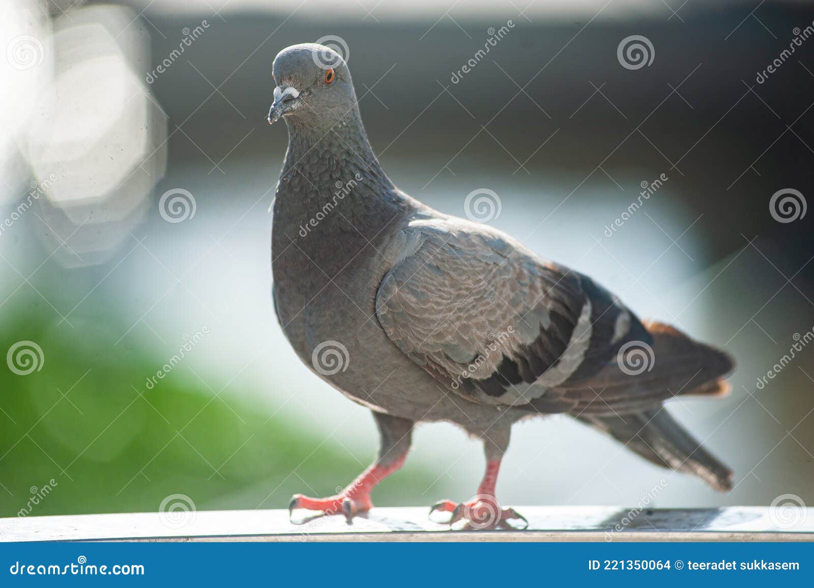 Pigeon is so smart stock photo. Image of bird, smart - 221350064