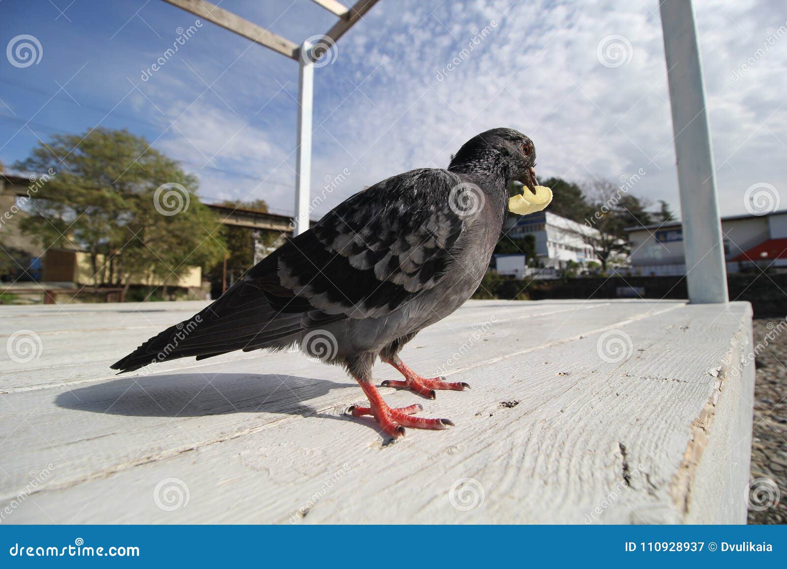 Pigeon with snack stock image. Image of outdoors, beak - 110928937