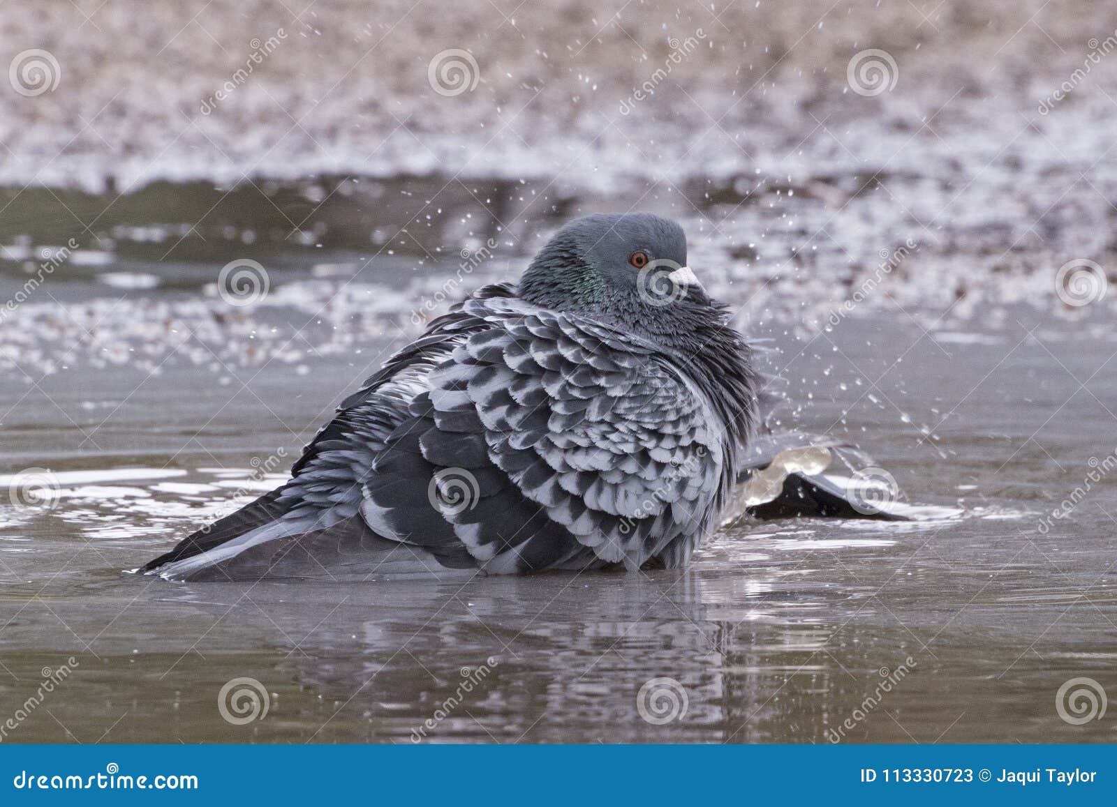 A Pigeon Splashing in a Puddle Stock Image - Image of pavement, puddle ...