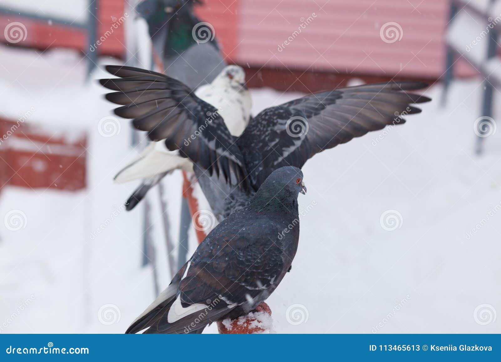 The Pigeon Spread Its Wings Stock Image - Image of landscape, freedom ...