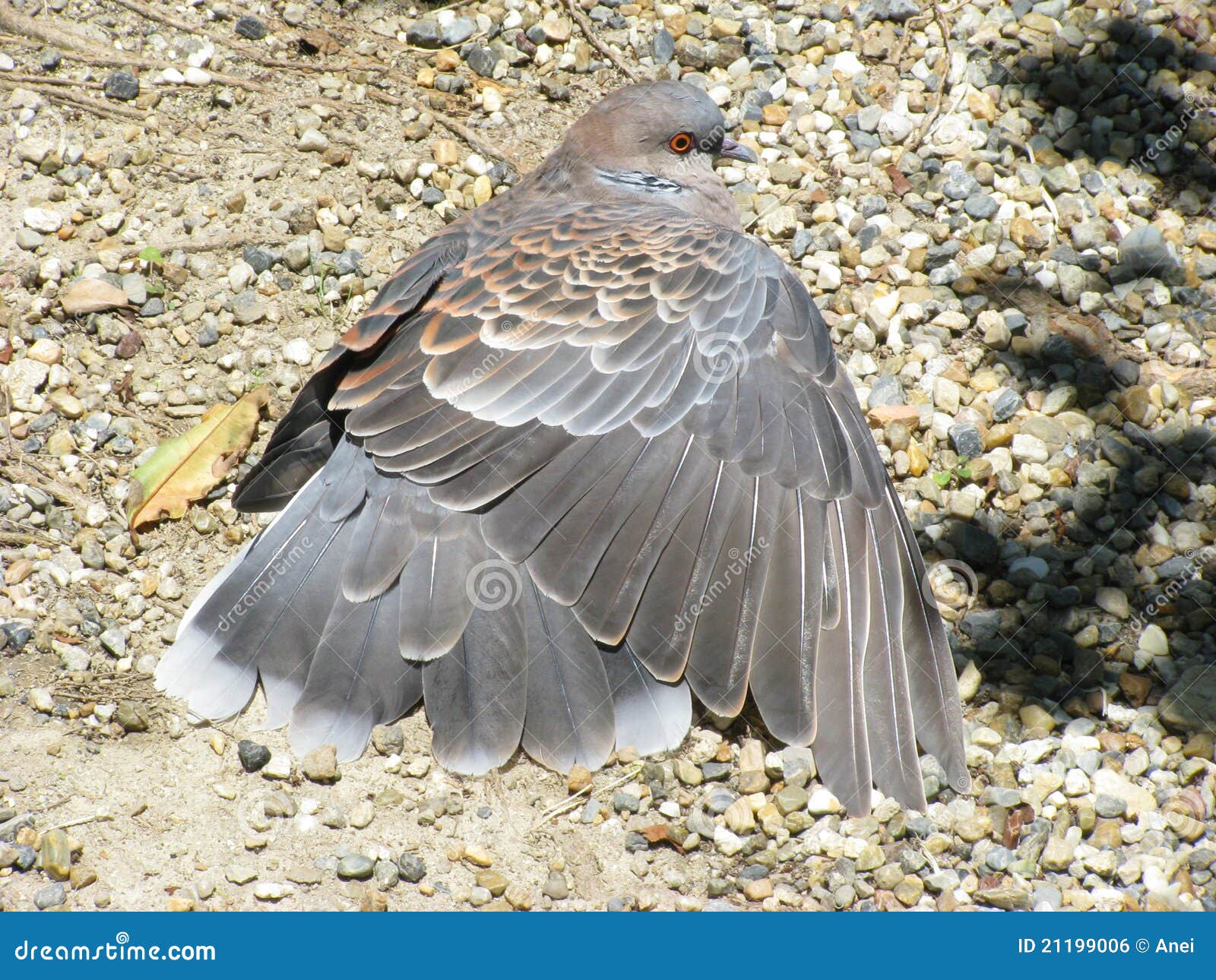 Pigeon with a spread wing stock photo. Image of japan - 21199006