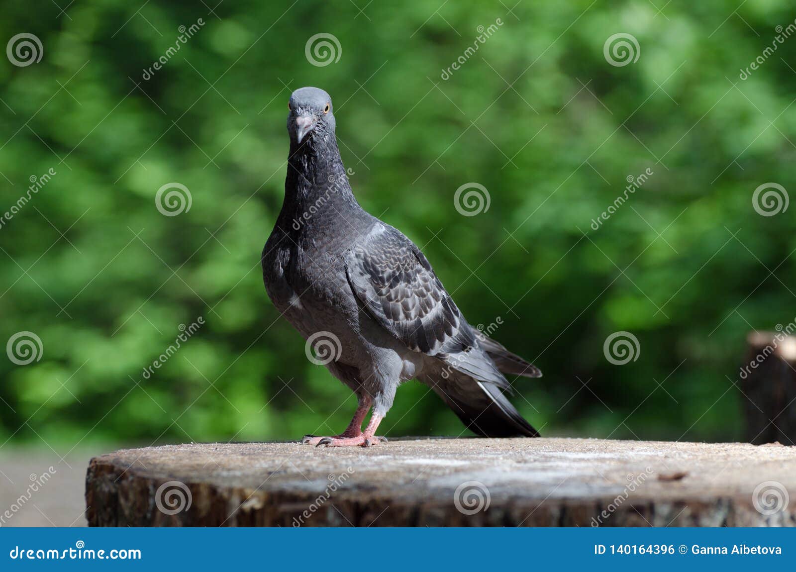 Pigeon in the Spring Forest on a Stump of Tree Stock Photo - Image of ...